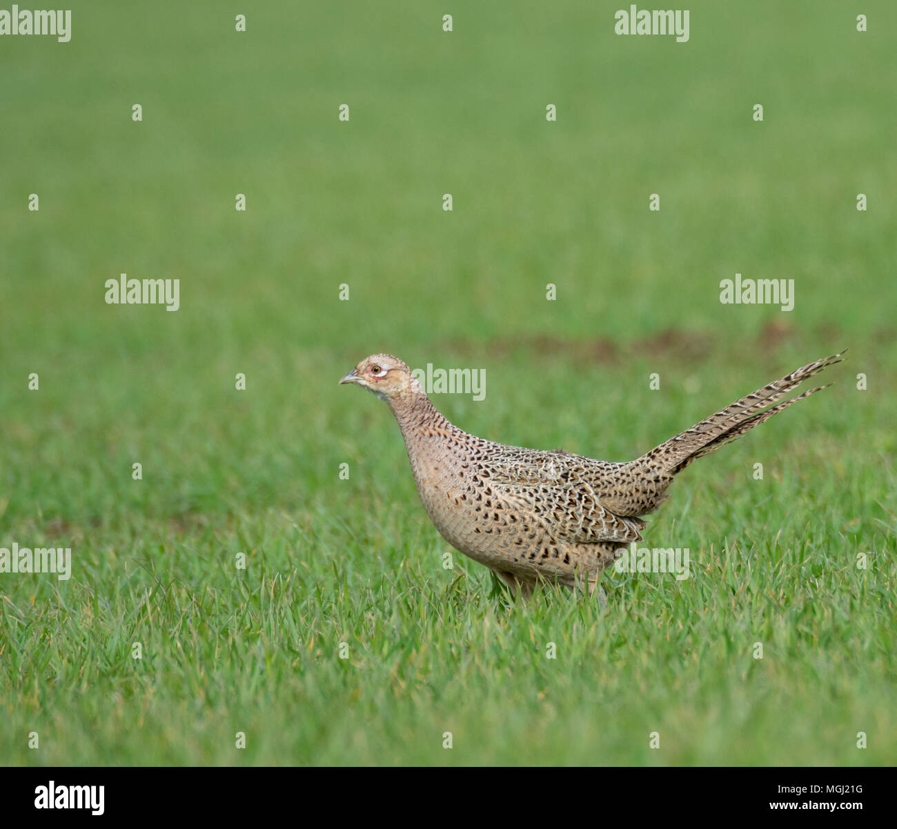 Deer and pheasant hi-res stock photography and images - Alamy