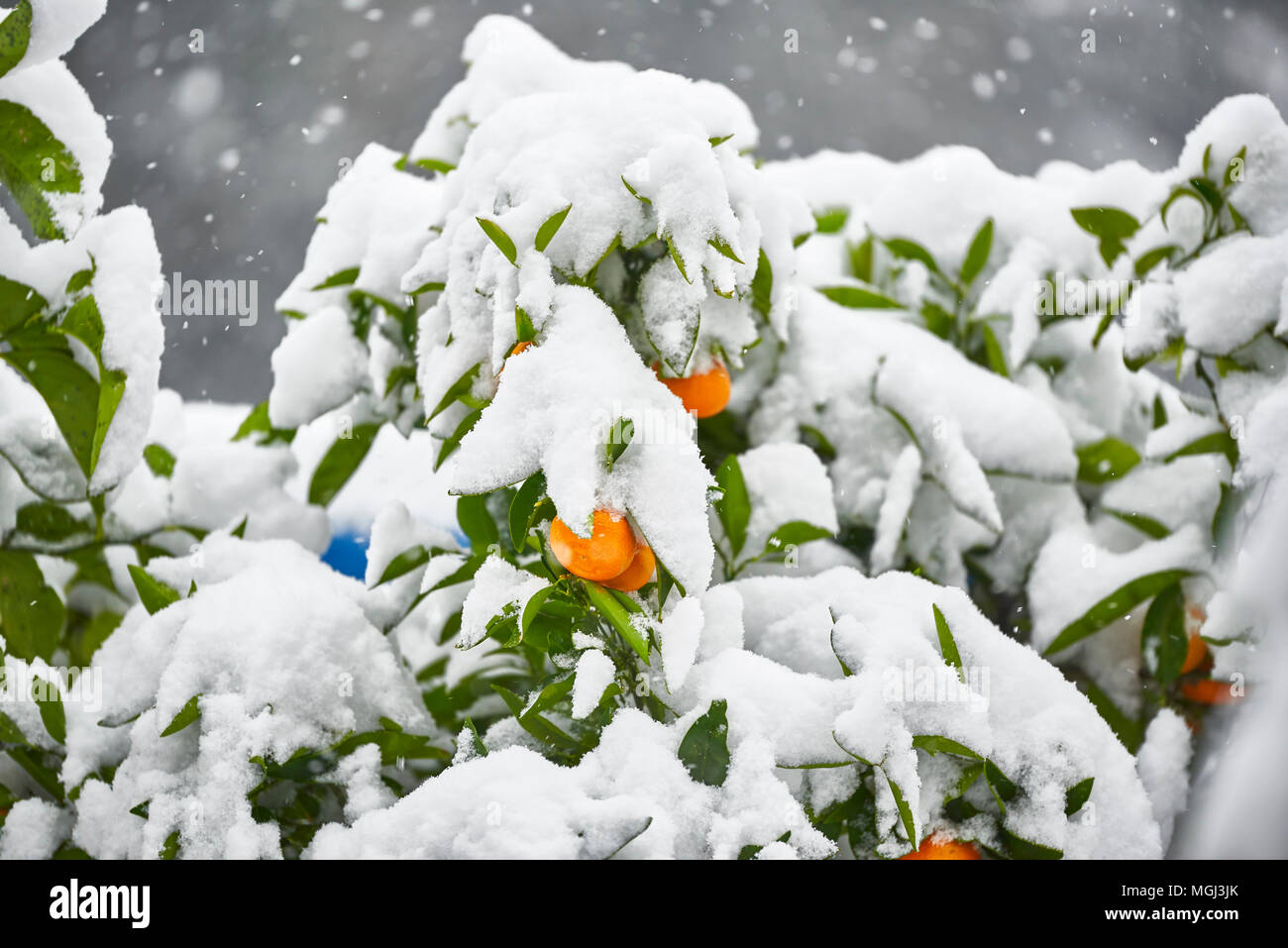 Fruit tree in snow hi-res stock photography and images - Alamy