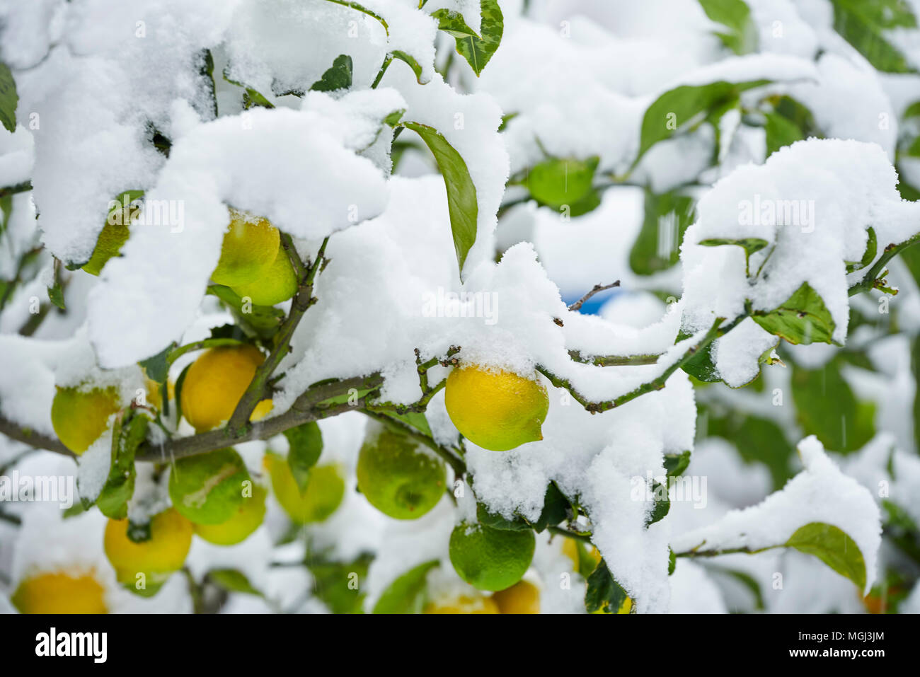 Snow over Lemon Tree Stock Photo - Alamy
