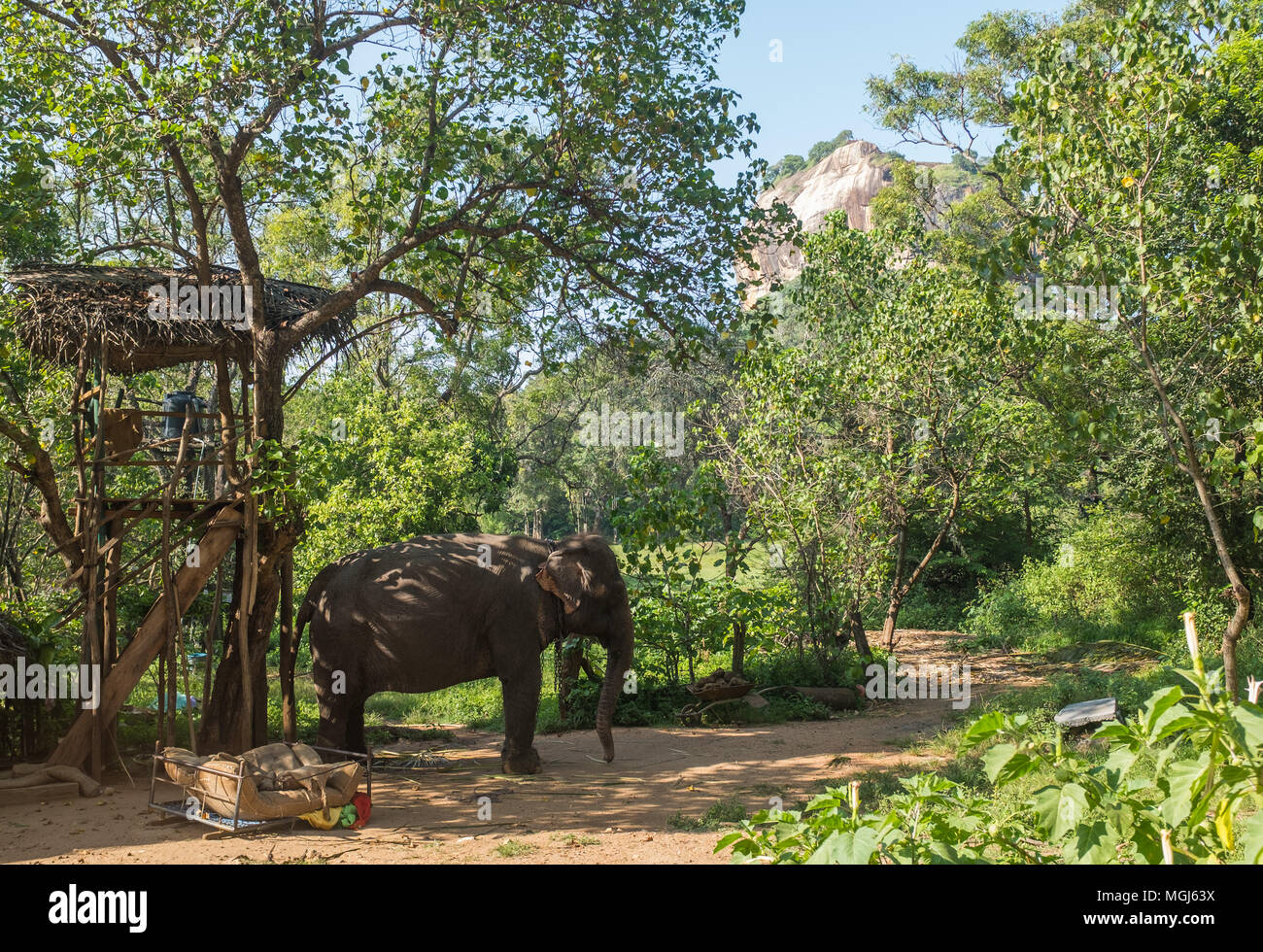 An elephant chained to poles near Sigiriya Rock Fortress, Central ...