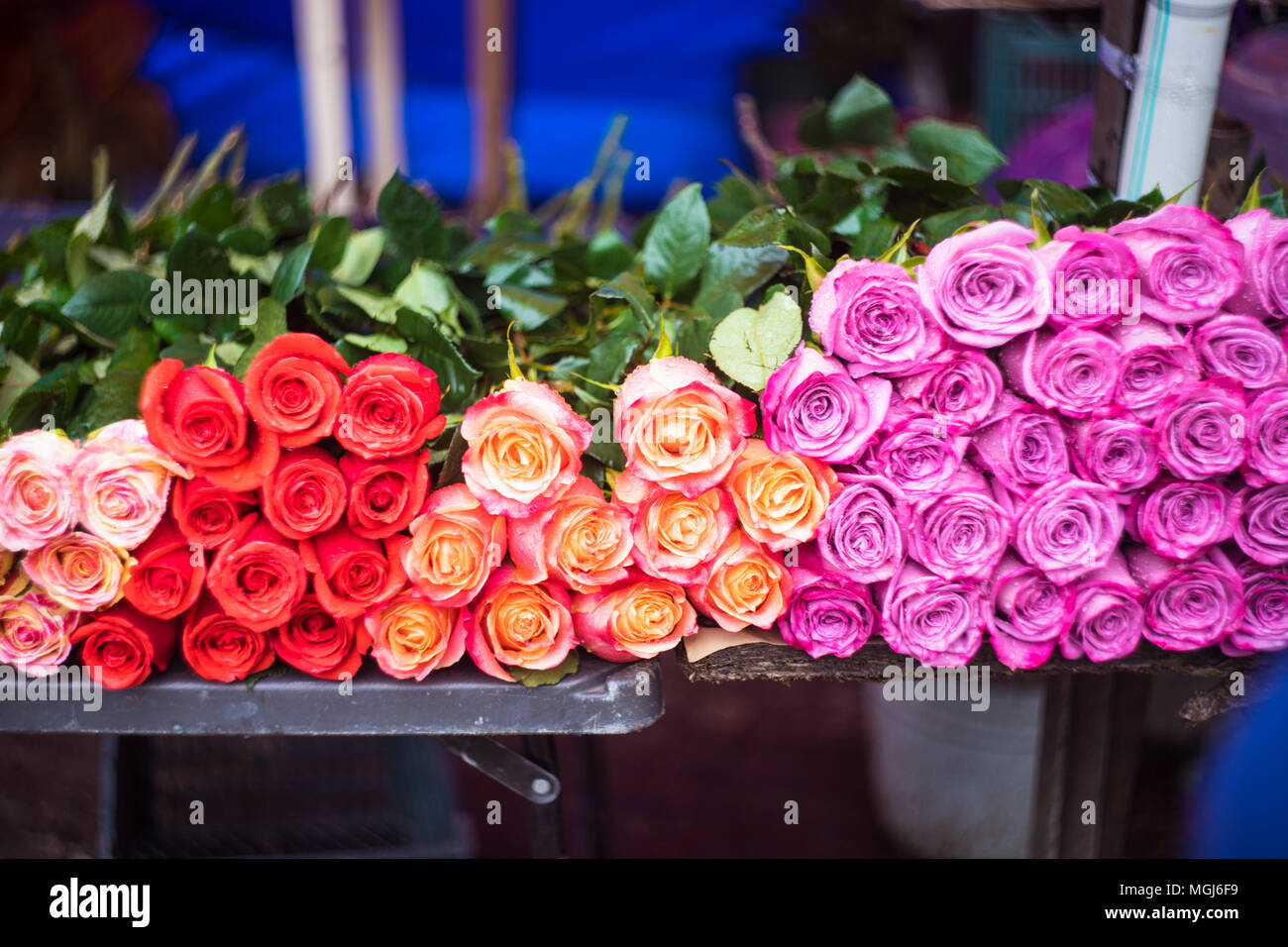 Different colors roses offered on street flower market Stock Photo - Alamy