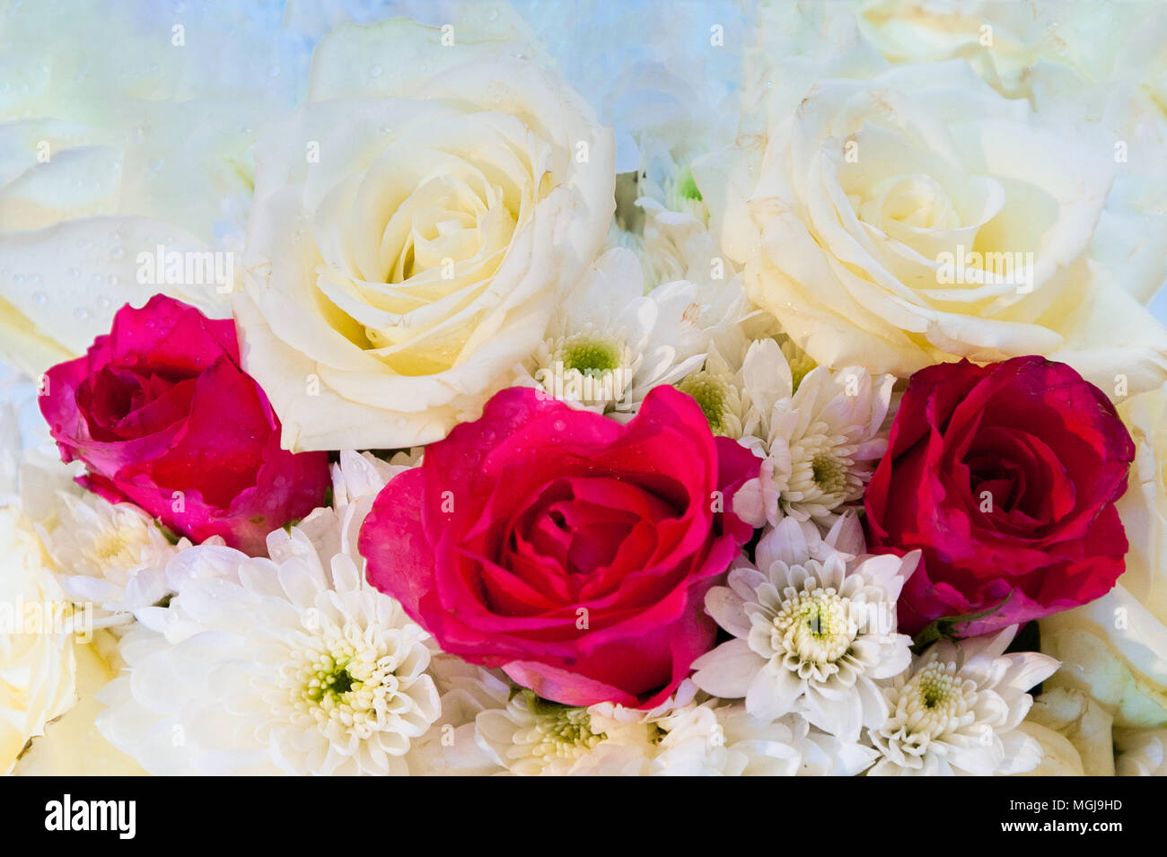 White roses frame on green hi-res stock photography and images - Alamy