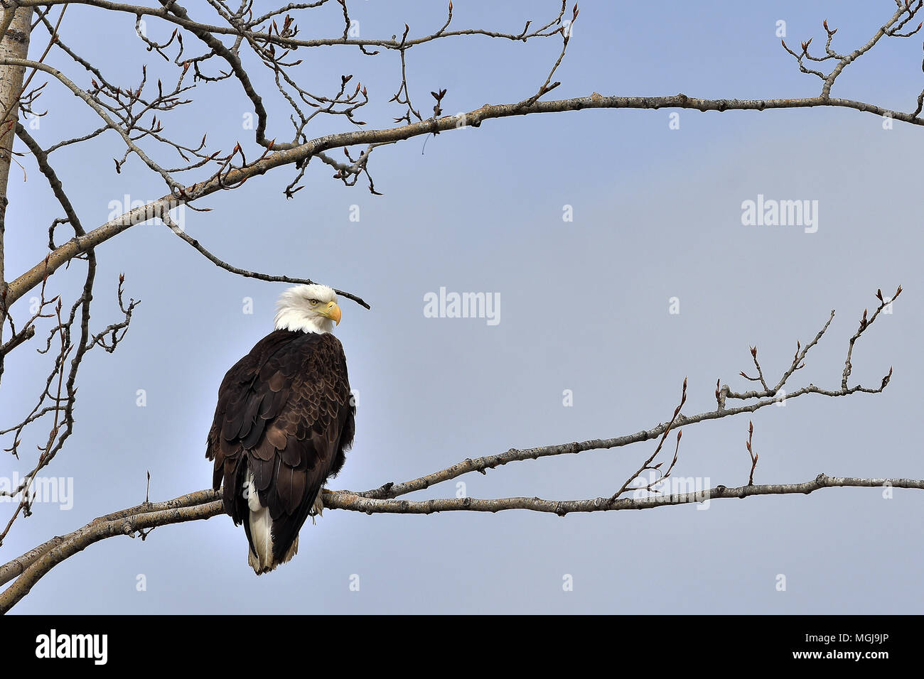 The Bald Eagle (Haliaeetus leucocephalus) has been the symbol of ...