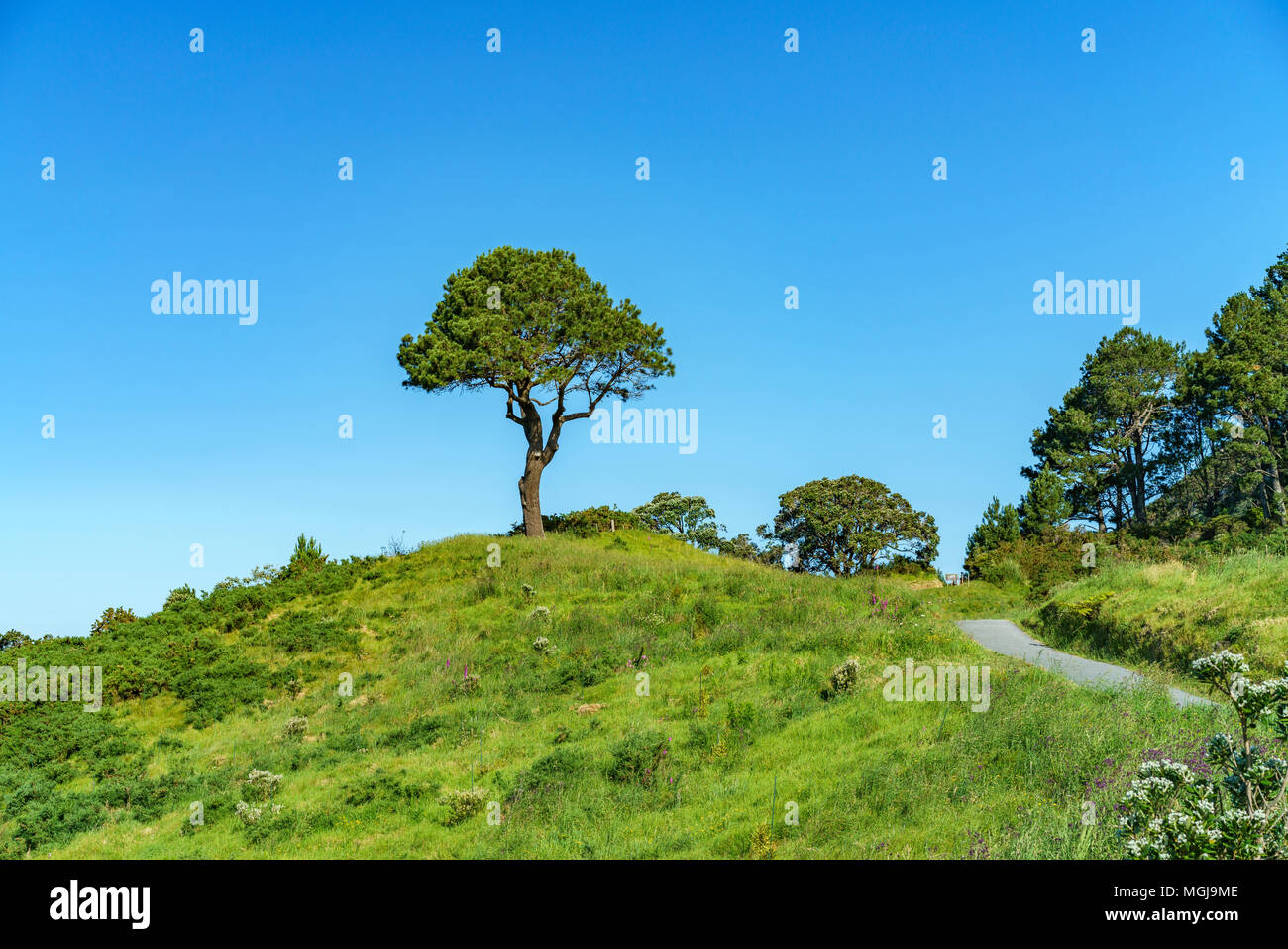 a single tree on a hill,cathedral cove,coromandel peninsula, new ...