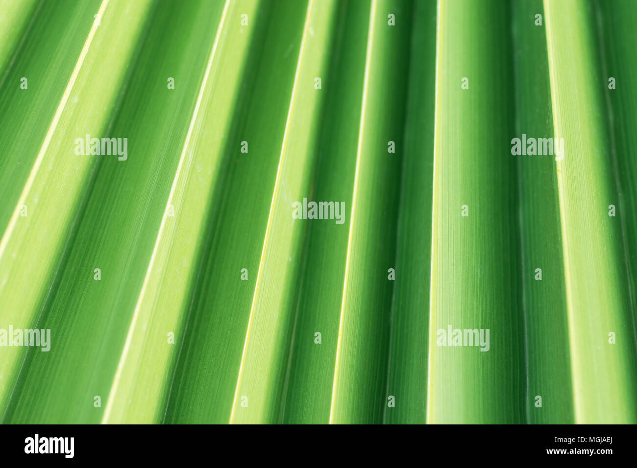 Ruffled Pleated Palm Leaf Tree with Corrugated Texture with Natural ...