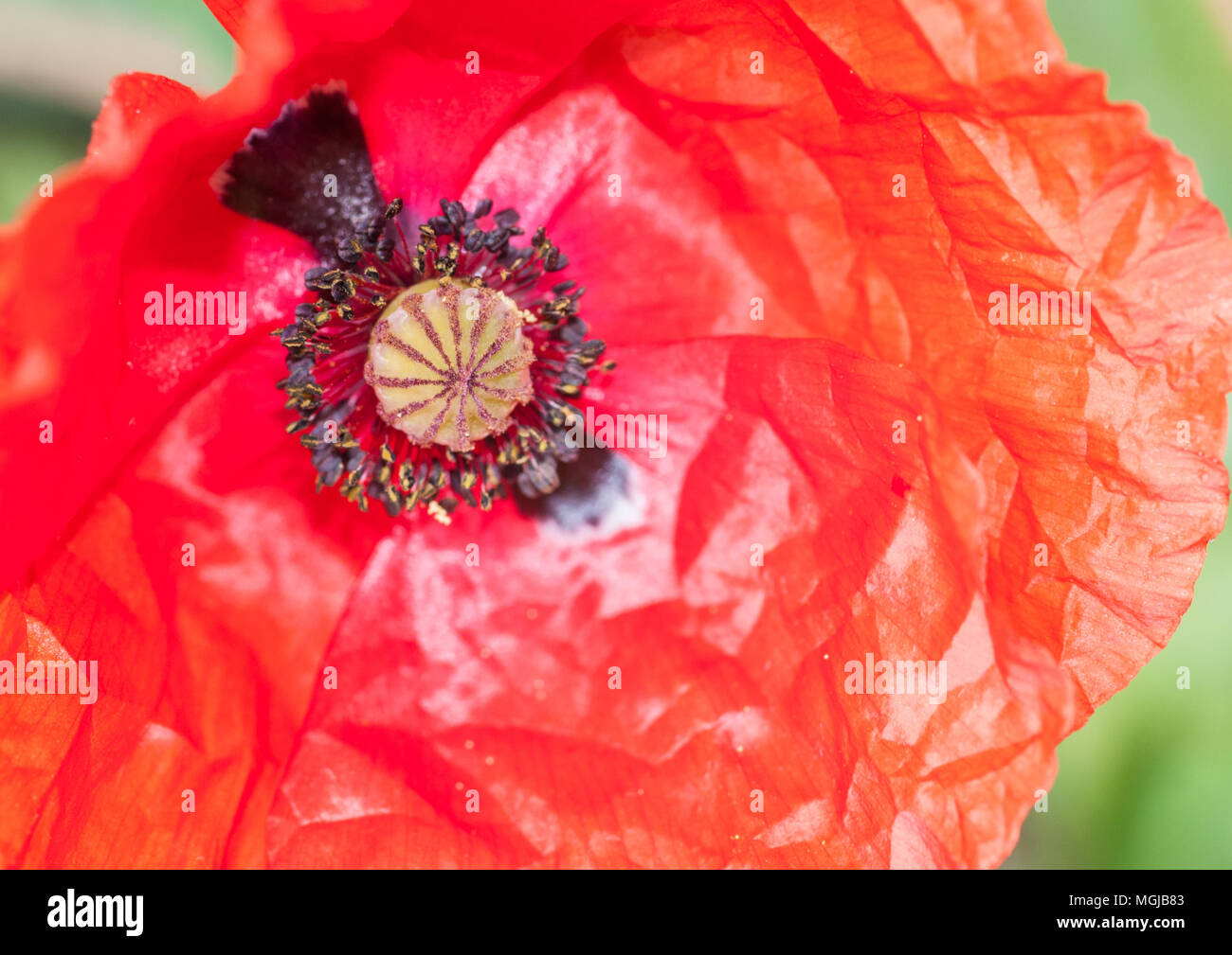 Centre of a poppy hi-res stock photography and images - Alamy