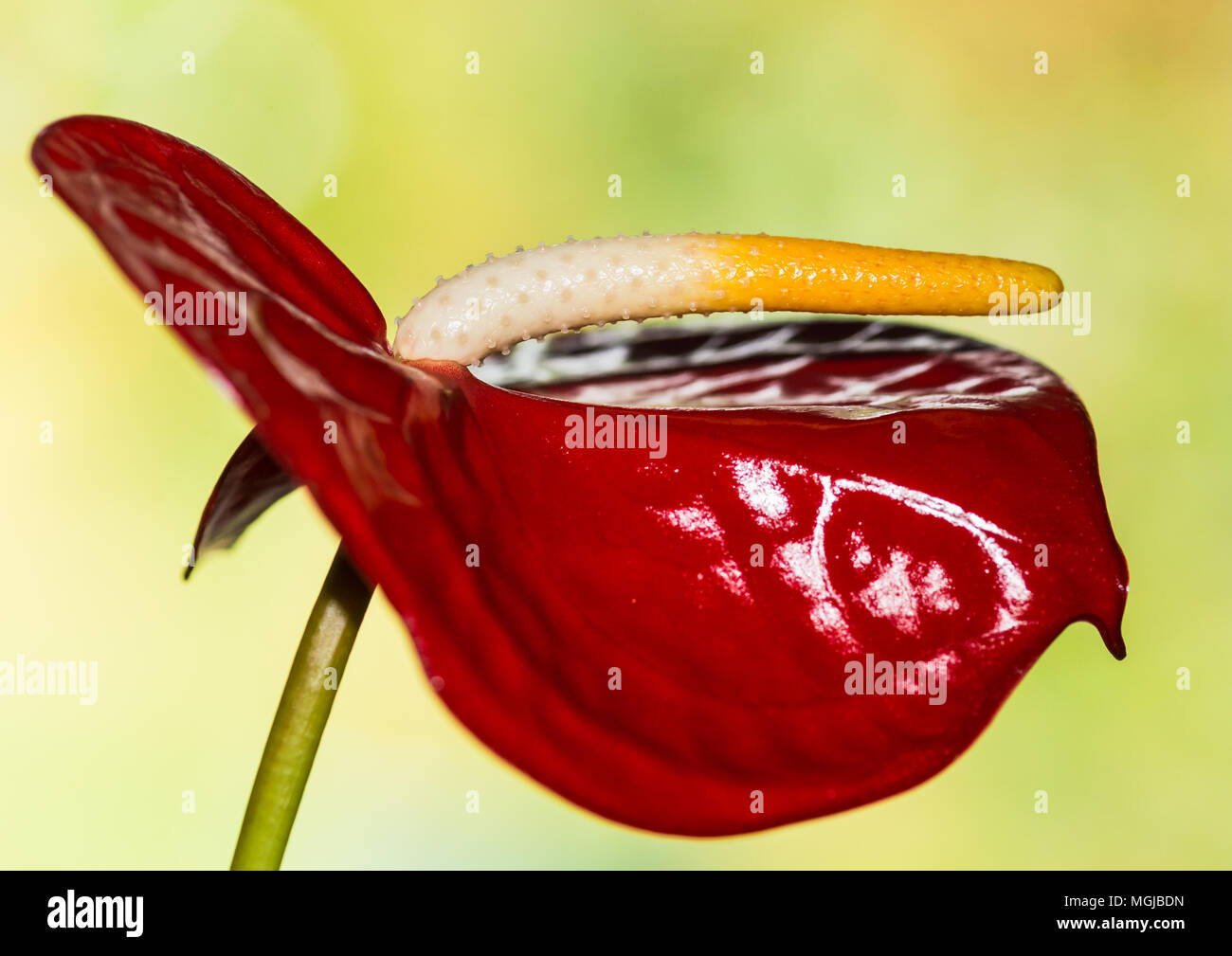 Anthurium bloom hi-res stock photography and images - Alamy