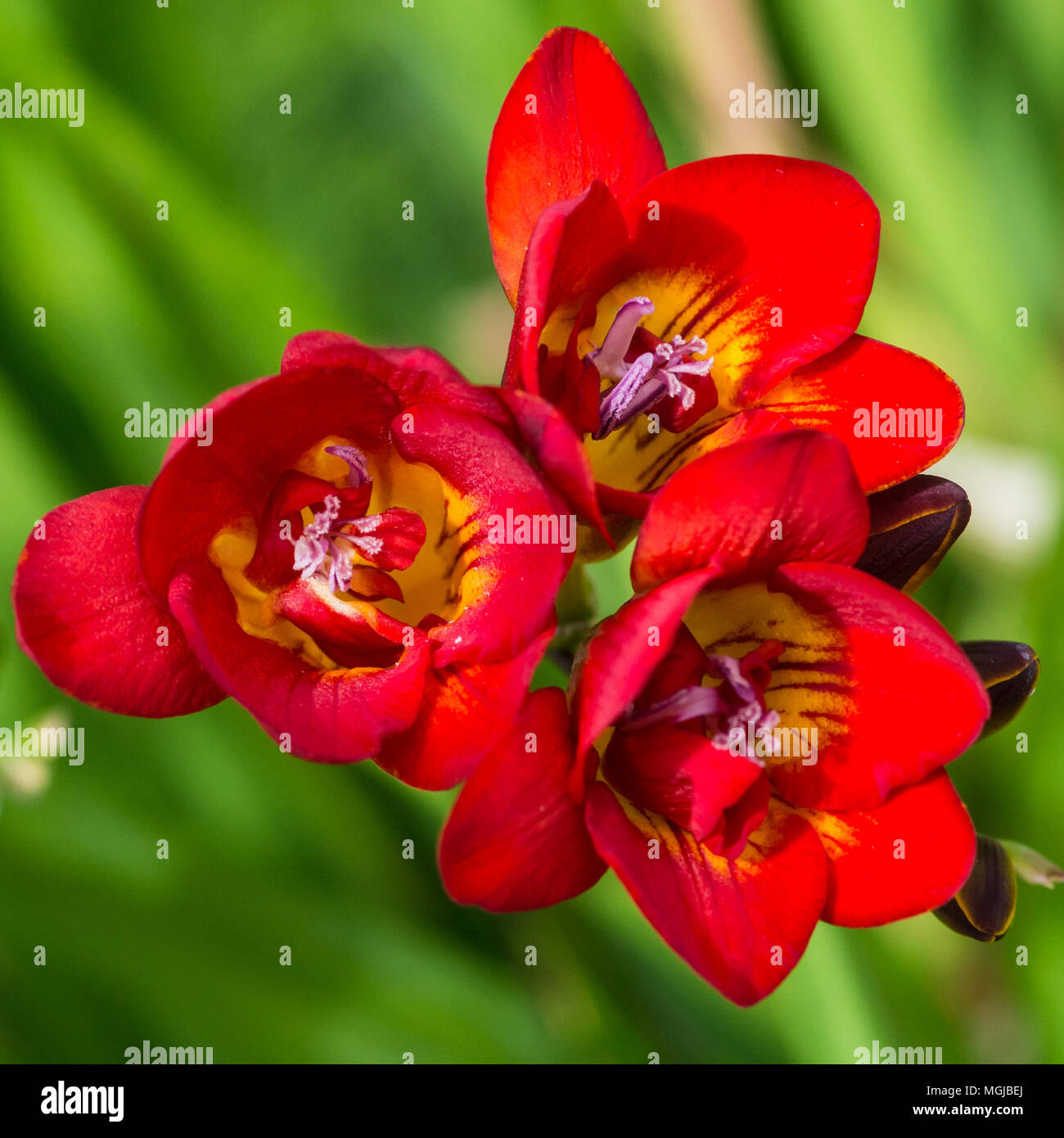 Red freesia hi-res stock photography and images - Alamy