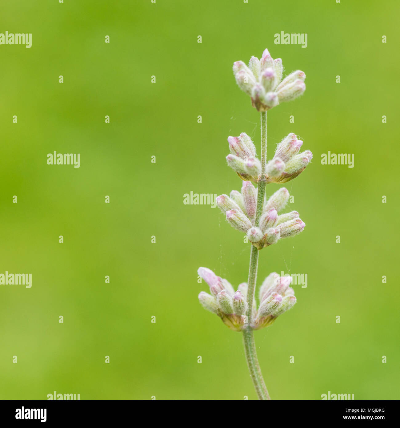 Lavender buds hi-res stock photography and images - Alamy
