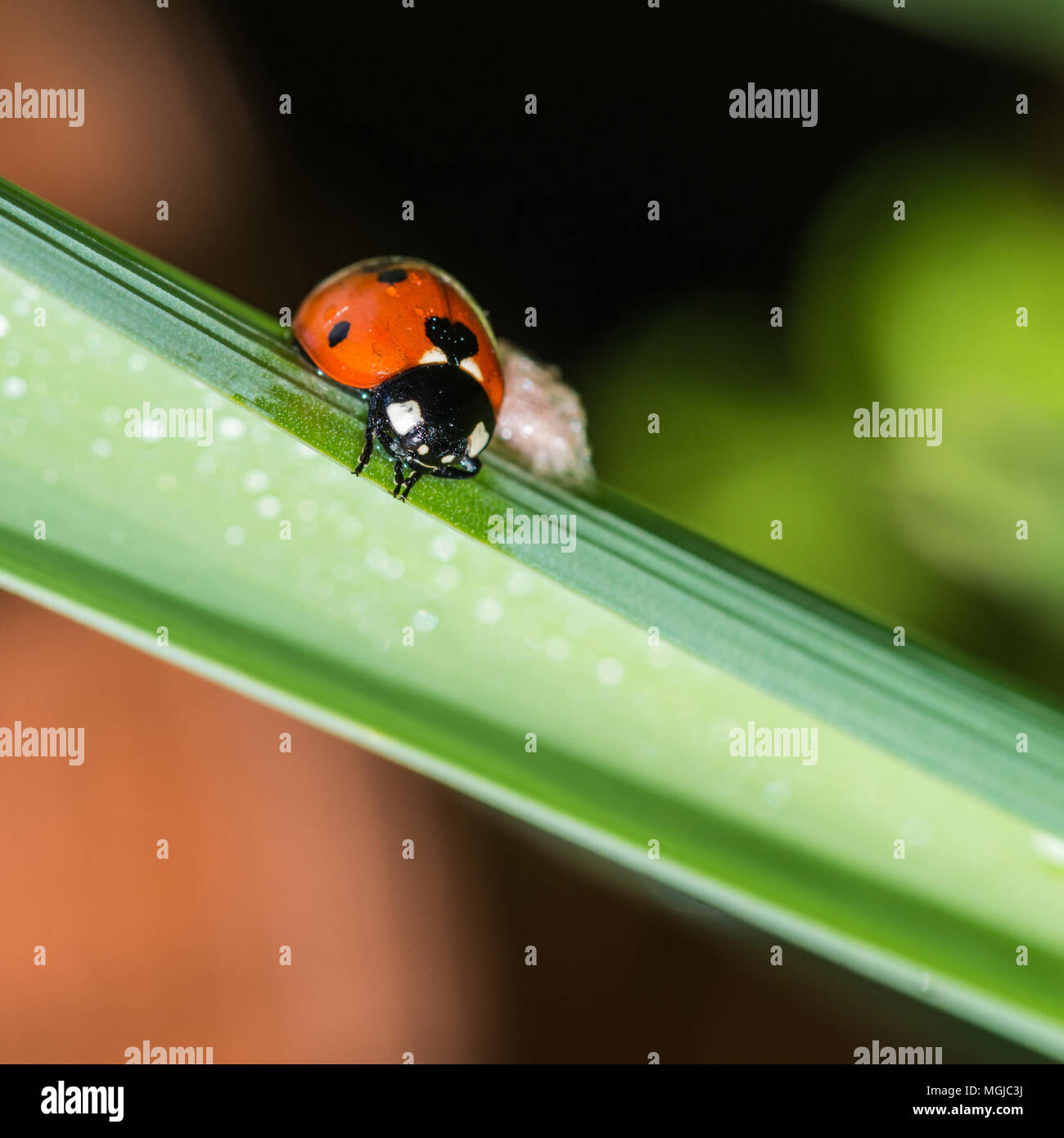 A macro shot of a seven spotted ladybird sitting on a green leaf Stock ...