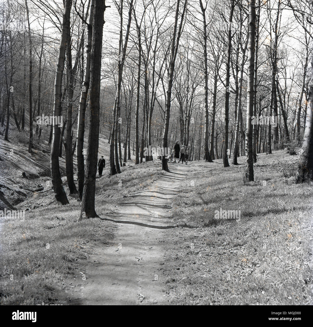 1950s wooded area hi-res stock photography and images - Alamy