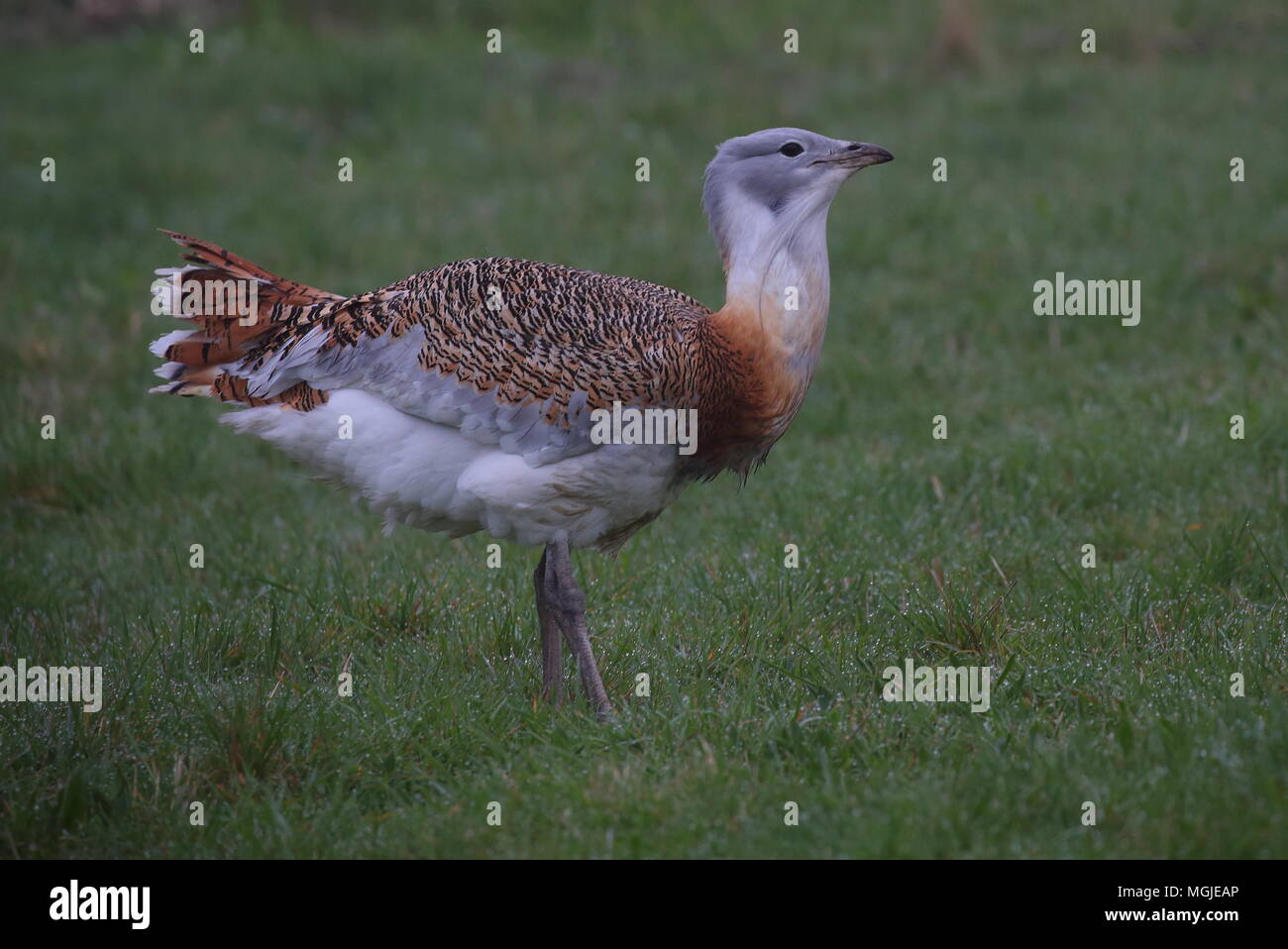 Bustard uk hi-res stock photography and images - Alamy