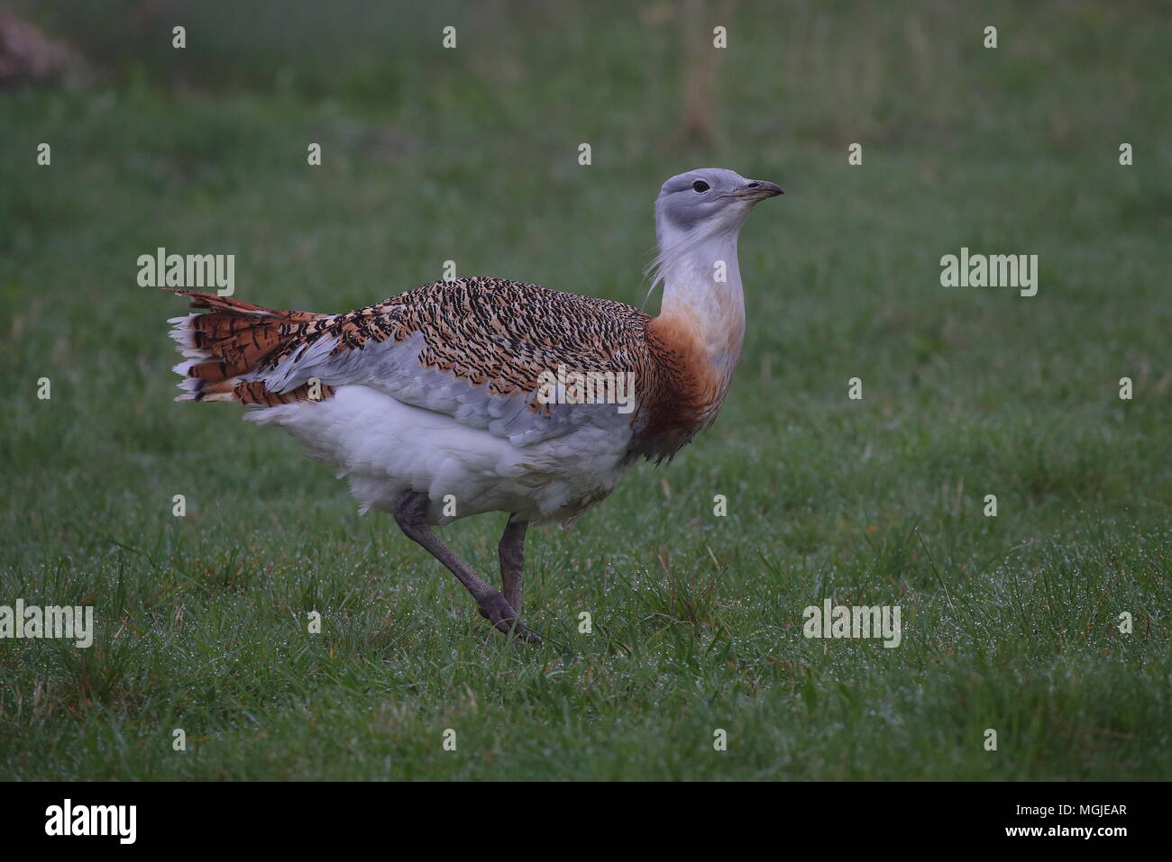 Male Great Bustard Stock Photo - Alamy