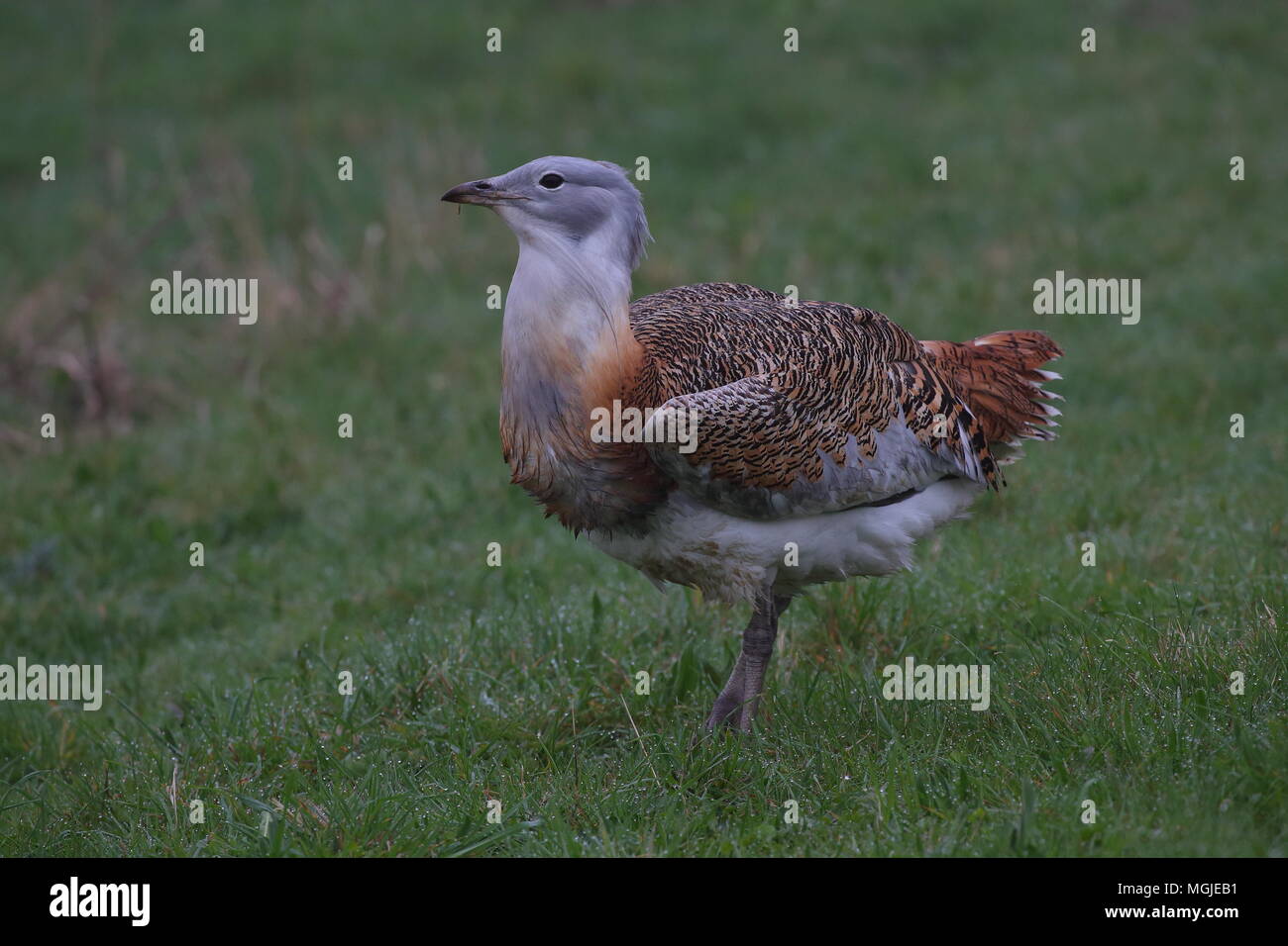 Male Great Bustard Stock Photo - Alamy