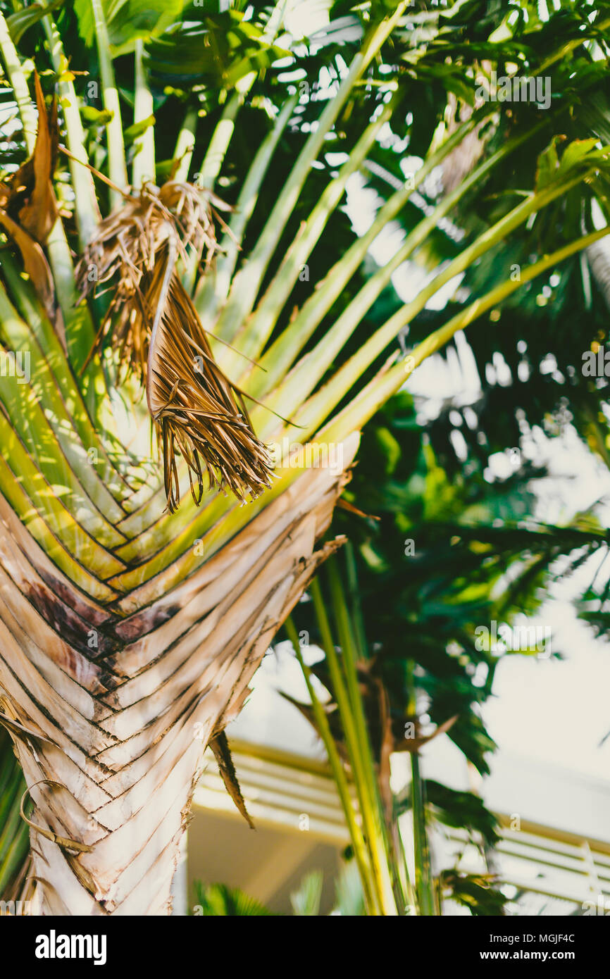 exotic subtropical palm trees detail shot in Queensland, Australia ...