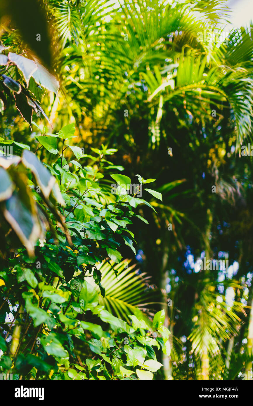 exotic subtropical palm trees detail shot in Queensland, Australia ...