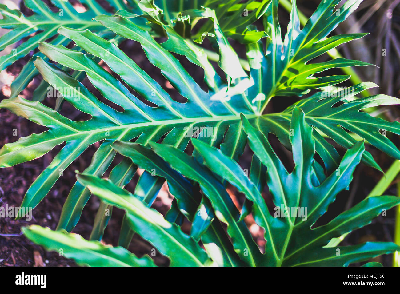 exotic subtropical palm trees detail shot in Queensland, Australia ...