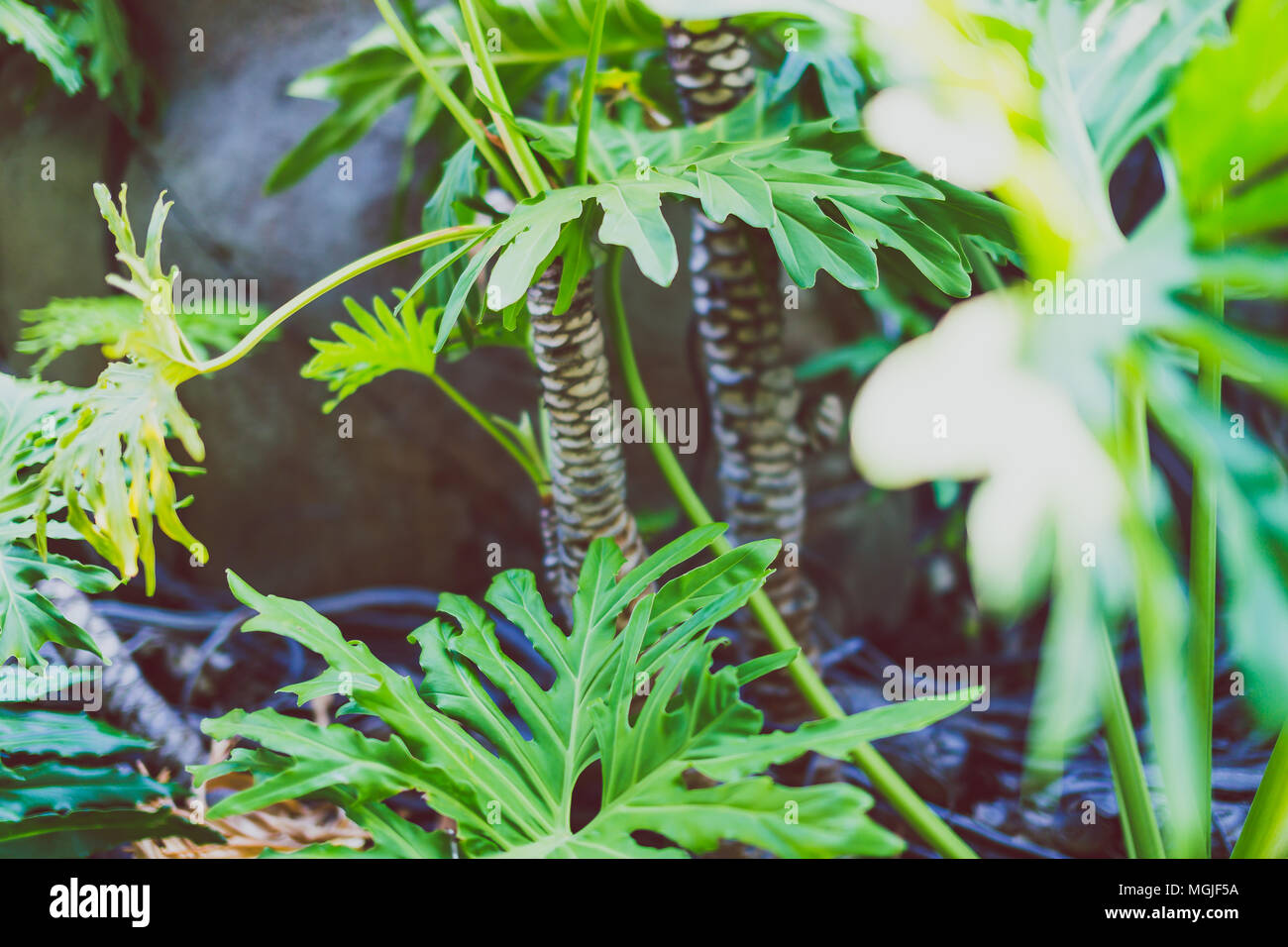 exotic subtropical palm trees detail shot in Queensland, Australia ...