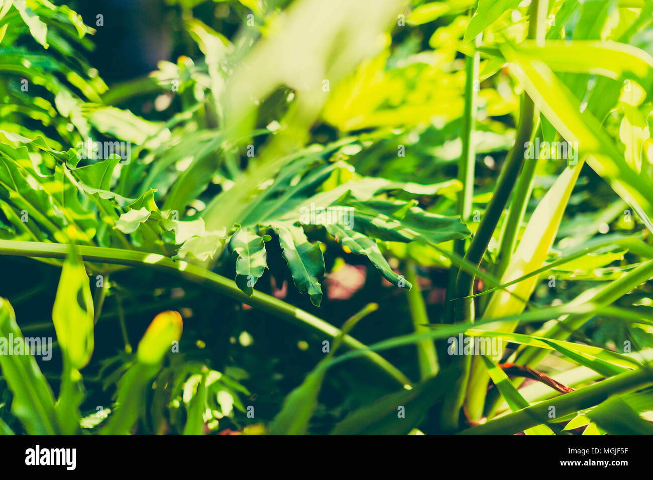 exotic subtropical palm trees detail shot in Queensland, Australia ...