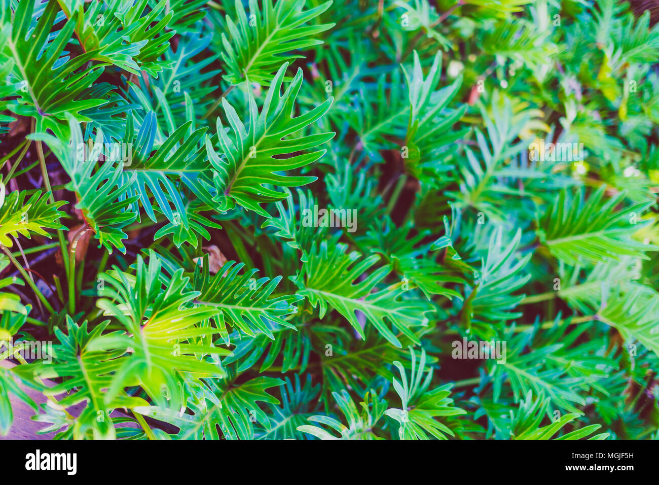 exotic subtropical palm trees detail shot in Queensland, Australia ...