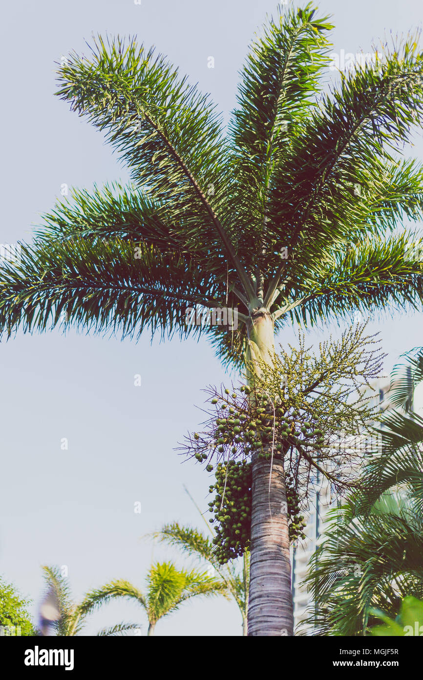 exotic subtropical palm trees detail shot in Queensland, Australia ...