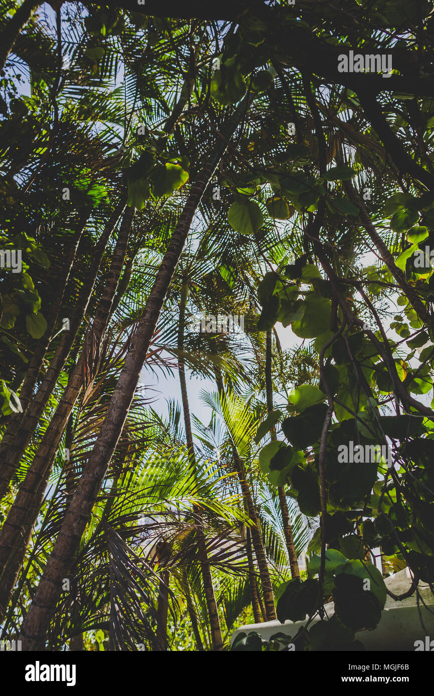 exotic subtropical palm trees detail shot in Queensland, Australia ...