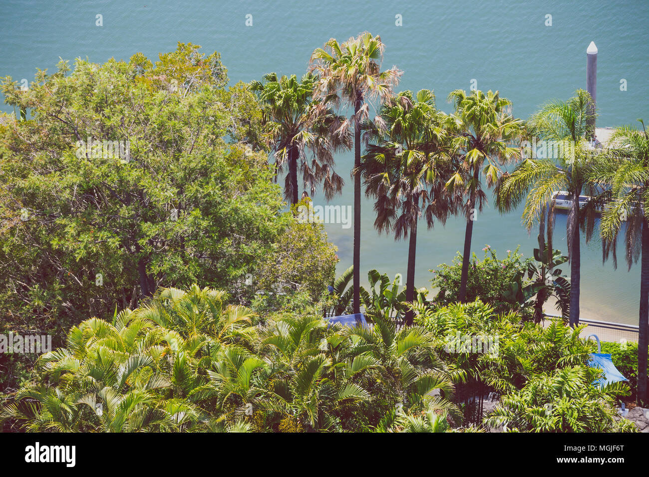 exotic subtropical palm trees detail shot in Queensland, Australia ...