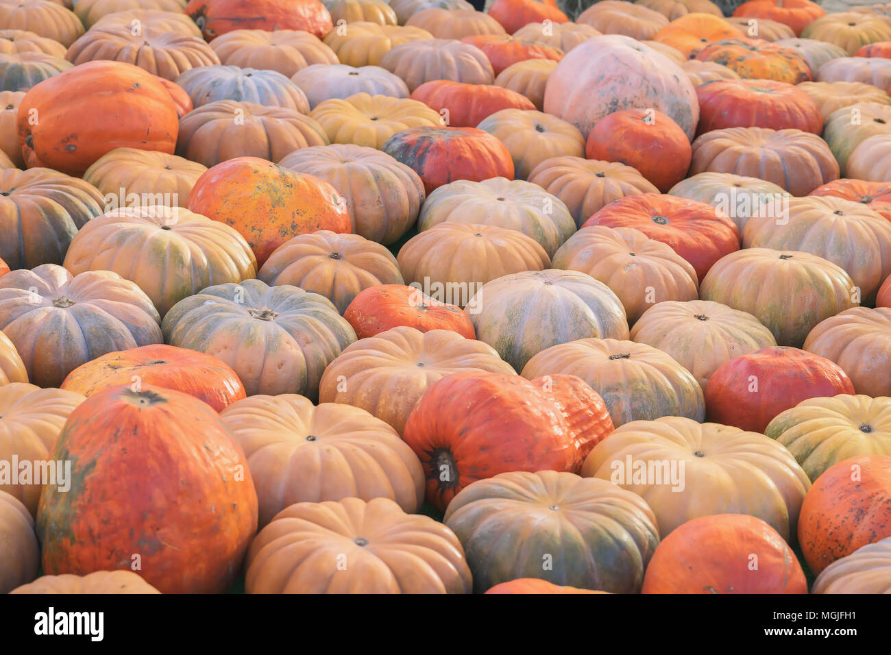 Organic natural ripe pumpkins. Symbol of harvest, Thanksgiving ...