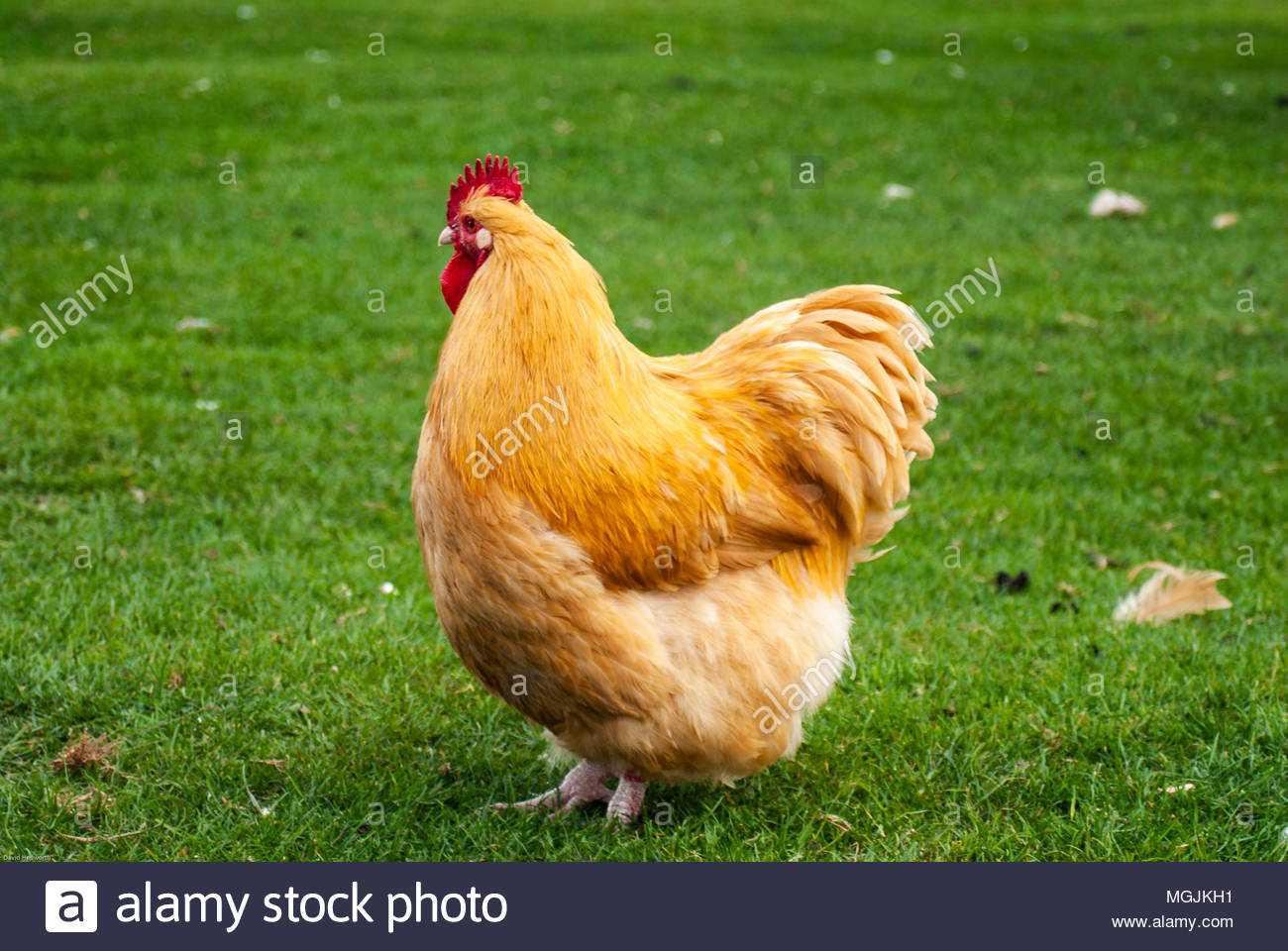 Orpington Stock Photos & Orpington Stock Images - Alamy