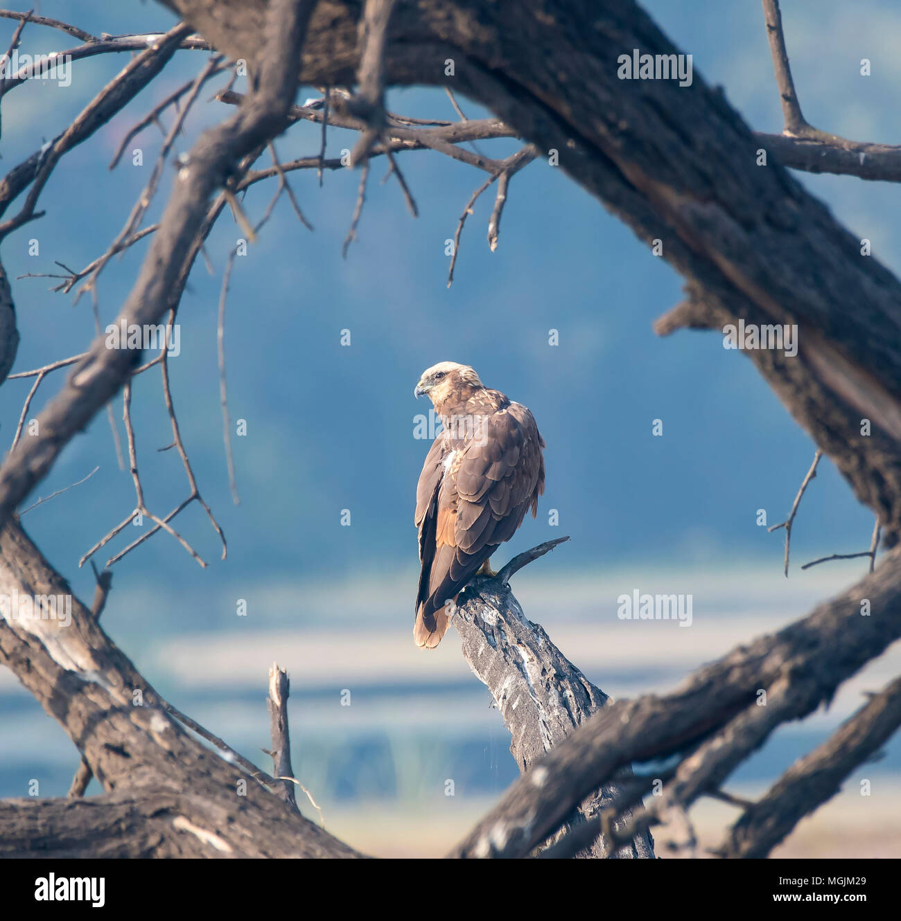 Marsh harrier female perched hi-res stock photography and images - Alamy