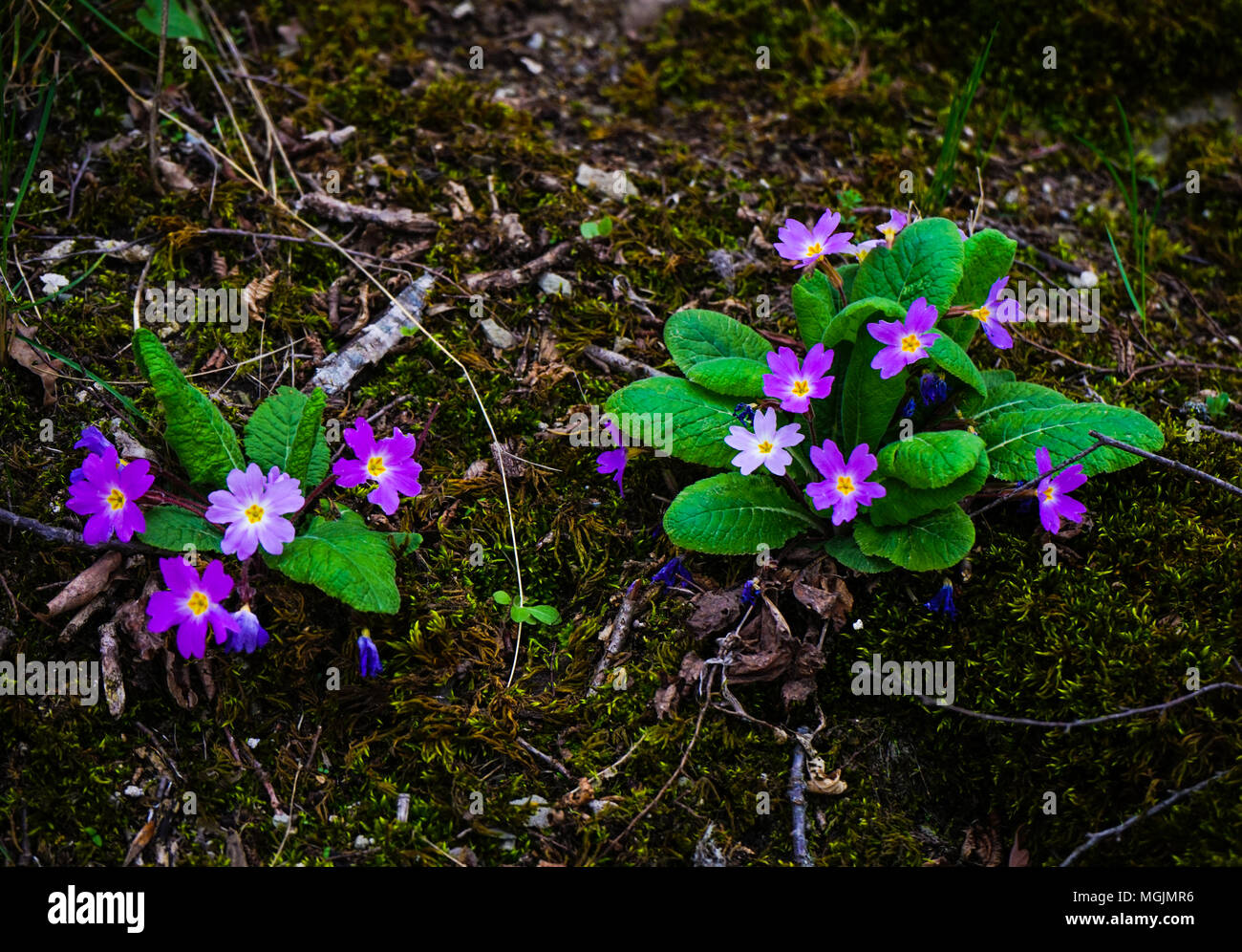 Primerose at garden hi-res stock photography and images - Alamy