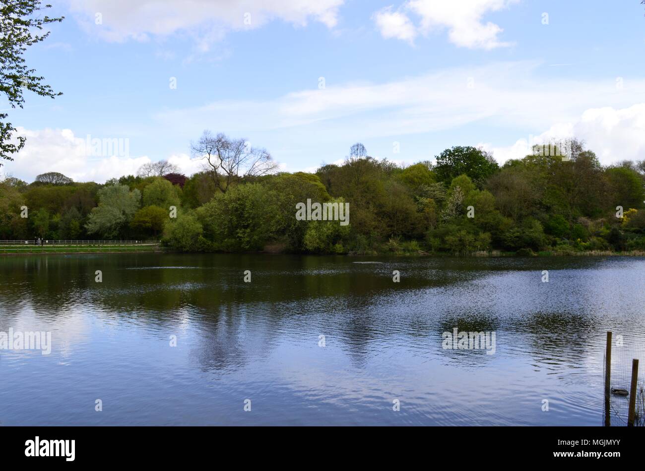 Hampstead Heath Large Bathing Pond Hampstead london Uk Stock Photo - Alamy