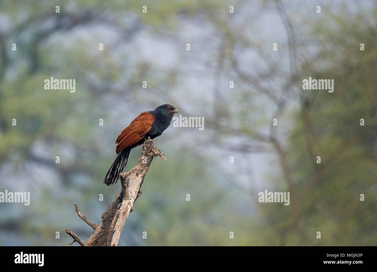 Centropus senegalensis hi-res stock photography and images - Alamy