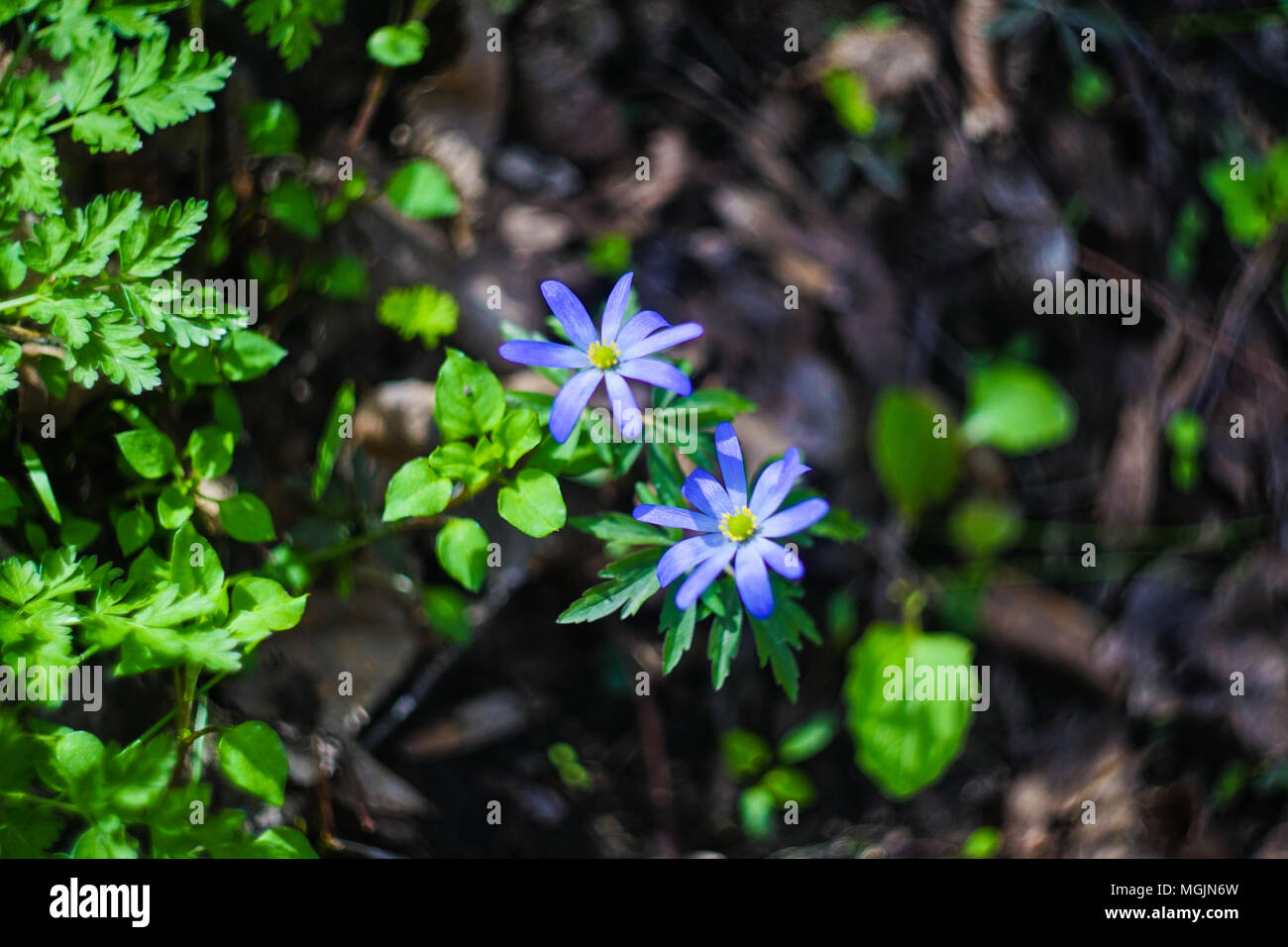 Blue Hepatica wild flowers in the sring time forest as a seasonal ...
