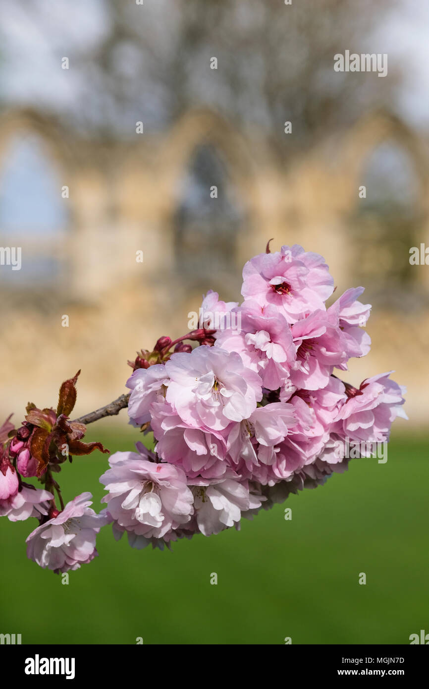 Blossom Tree flowering in Spring in the York Museum Gardens with St ...