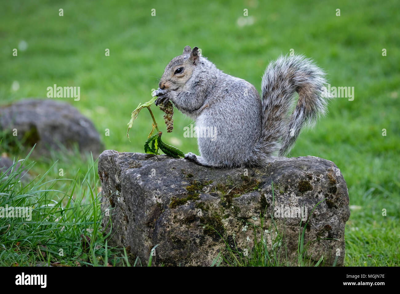 Grey Squirrel sat on stone eating Stock Photo - Alamy