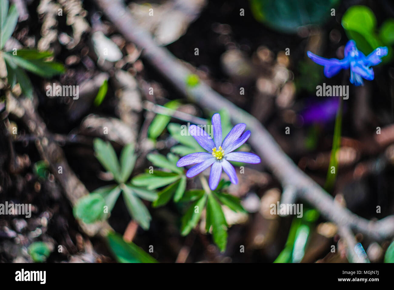 Blue Hepatica wild flowers in the sring time forest as a seasonal ...