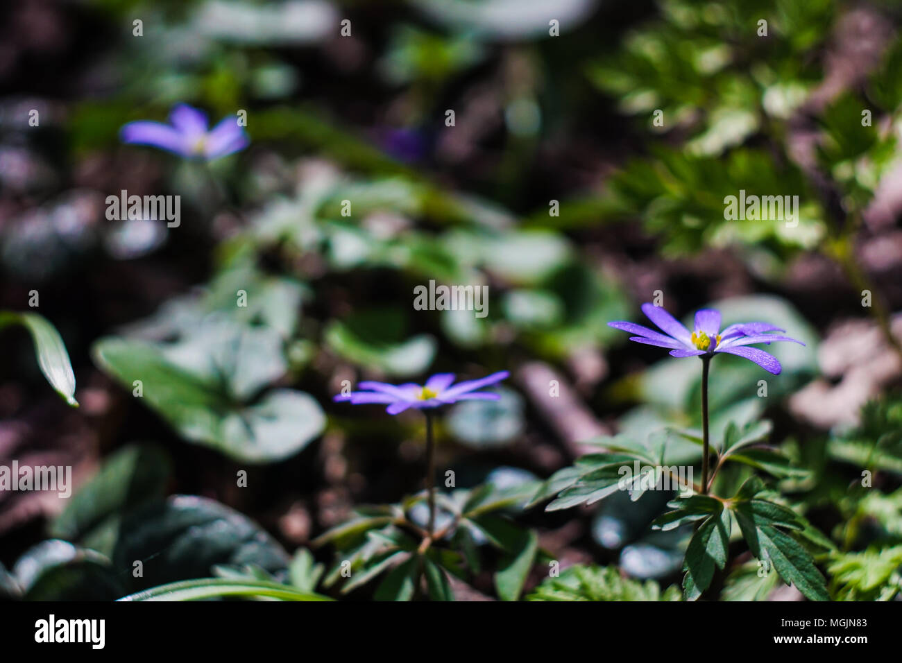 Blue Hepatica wild flowers in the sring time forest as a seasonal ...