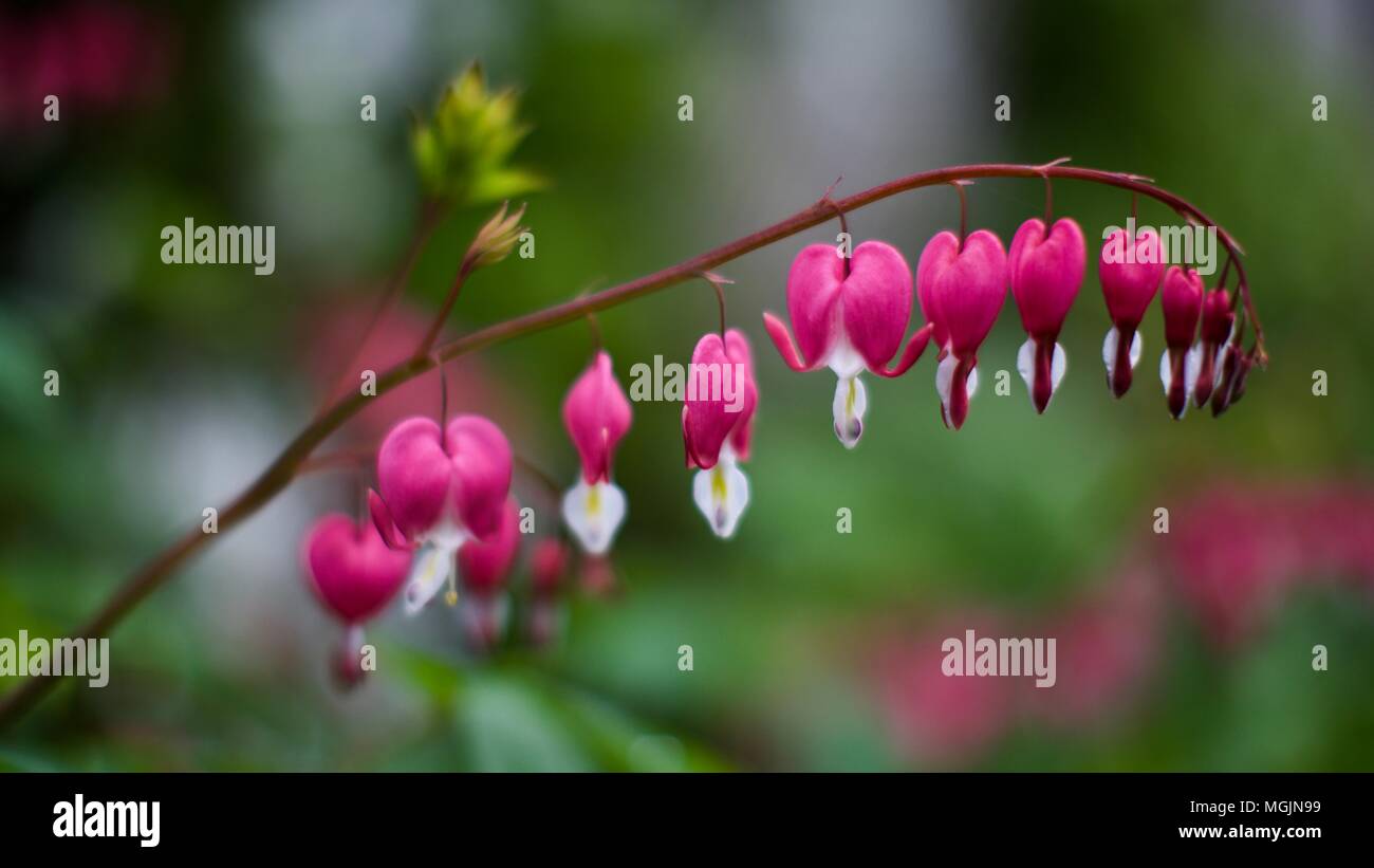 Lamprocapnos spectabilis bleeding heart Stock Photo - Alamy
