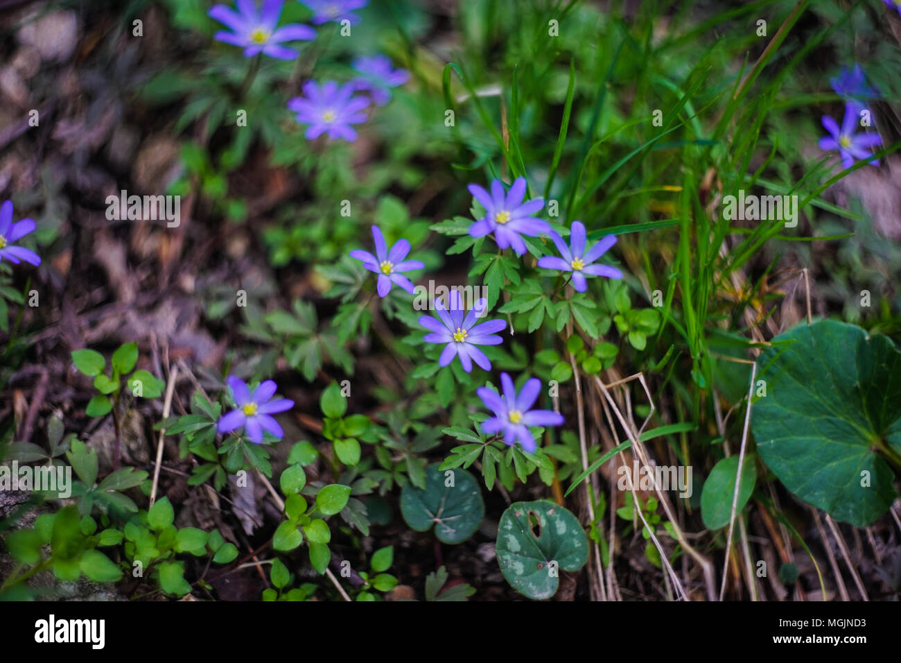 Blue Hepatica wild flowers in the sring time forest as a seasonal ...
