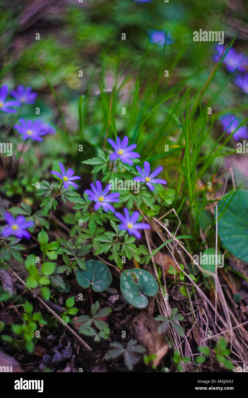 Blue Hepatica wild flowers in the sring time forest as a seasonal ...