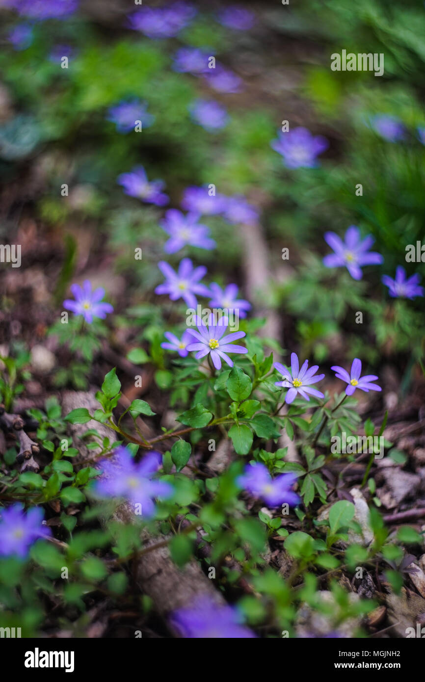 Blue Hepatica wild flowers in the sring time forest as a seasonal ...