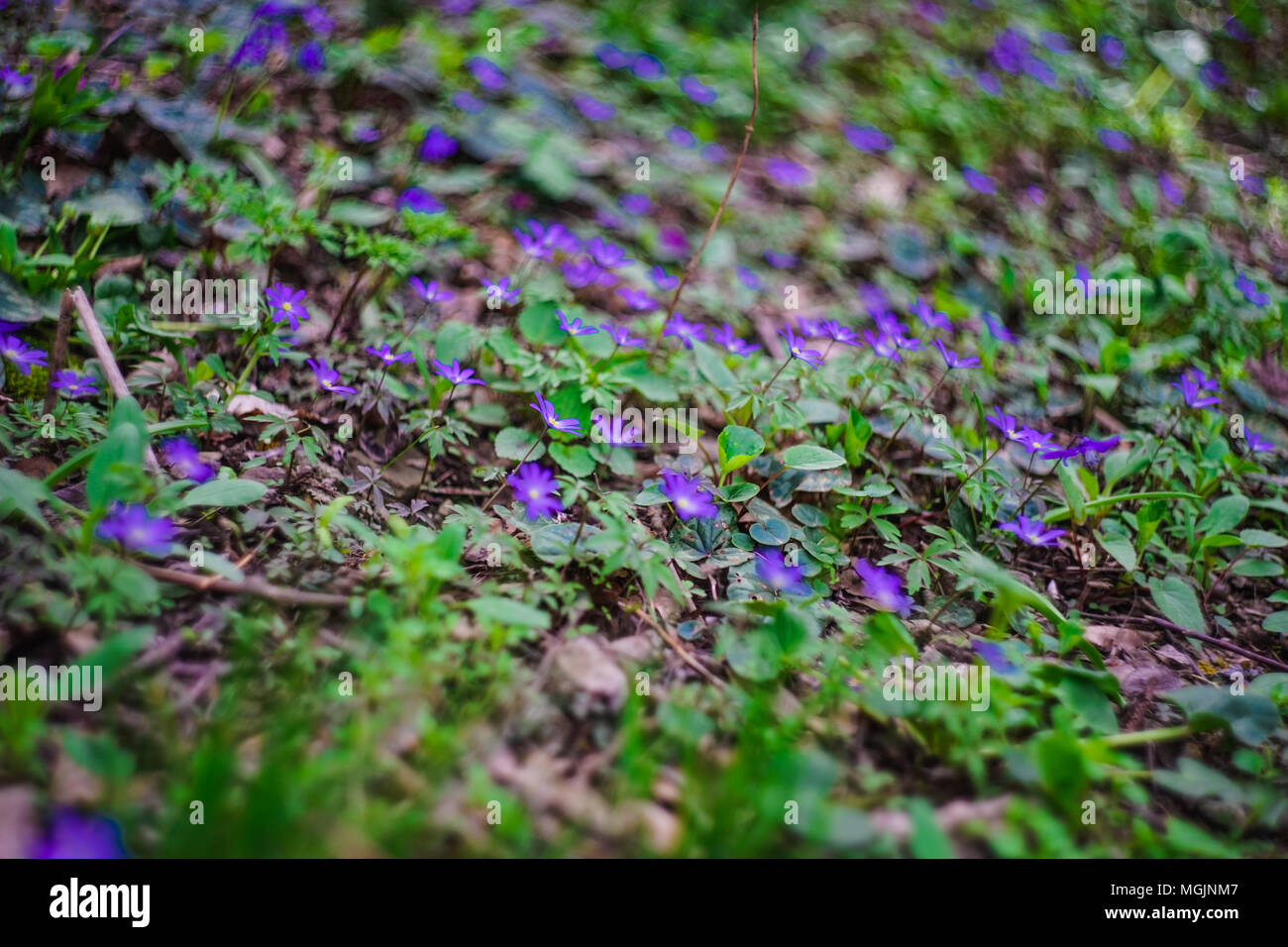 Blue Hepatica wild flowers in the sring time forest as a seasonal ...