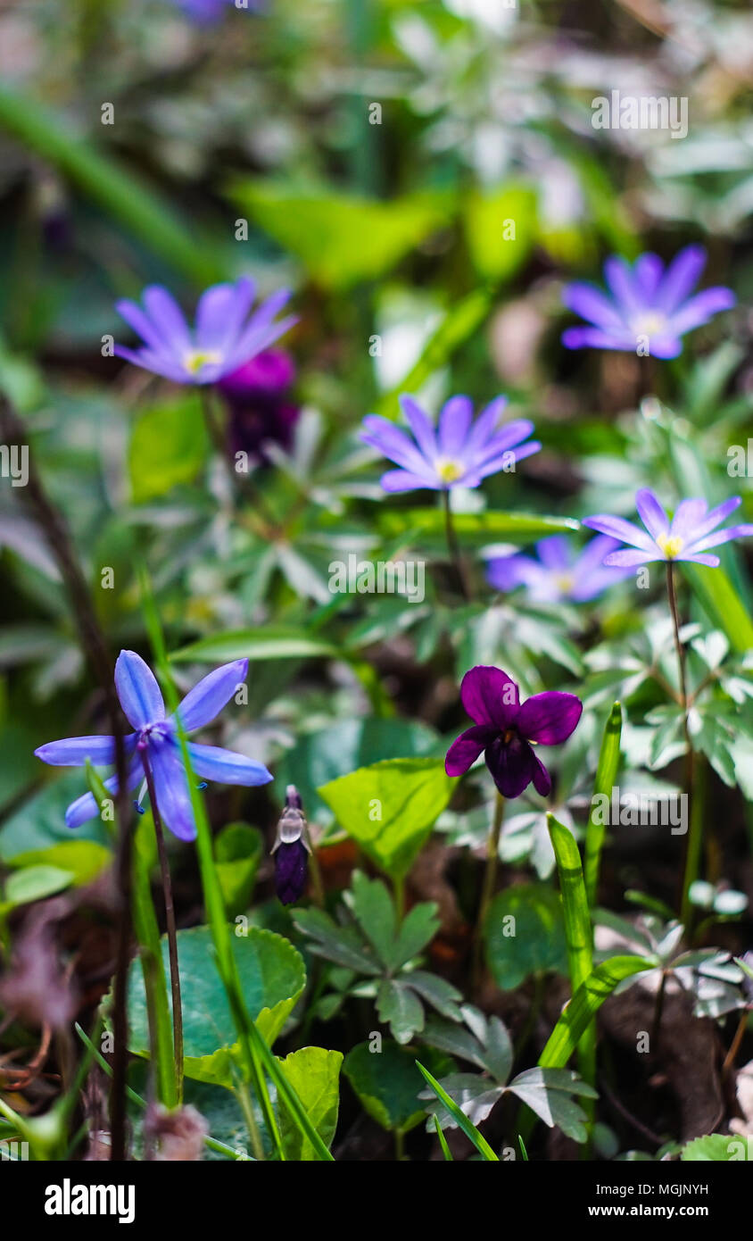 Blue Hepatica wild flowers in the sring time forest as a seasonal ...