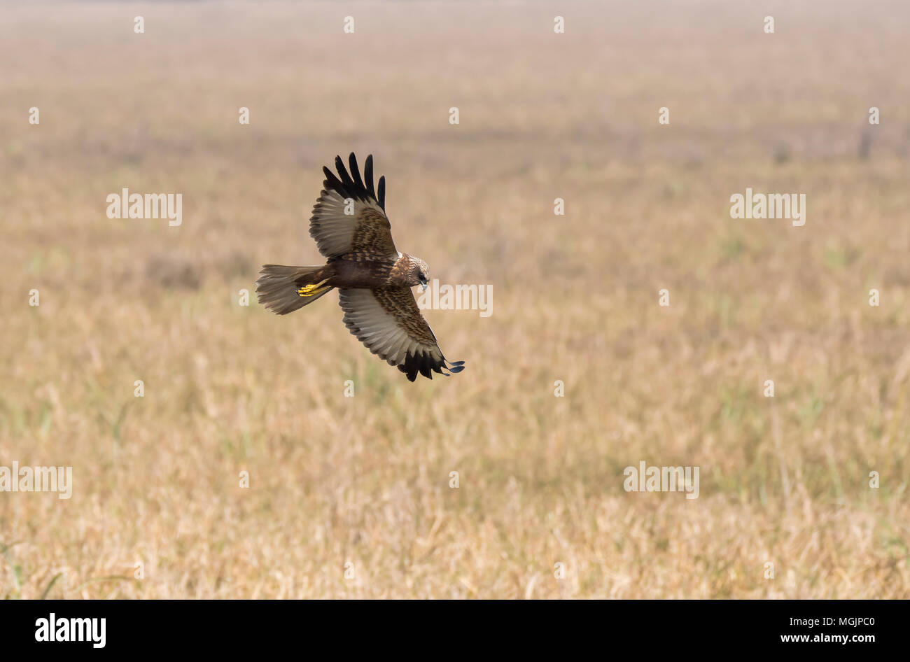 Marsh harrier female perched hi-res stock photography and images - Alamy