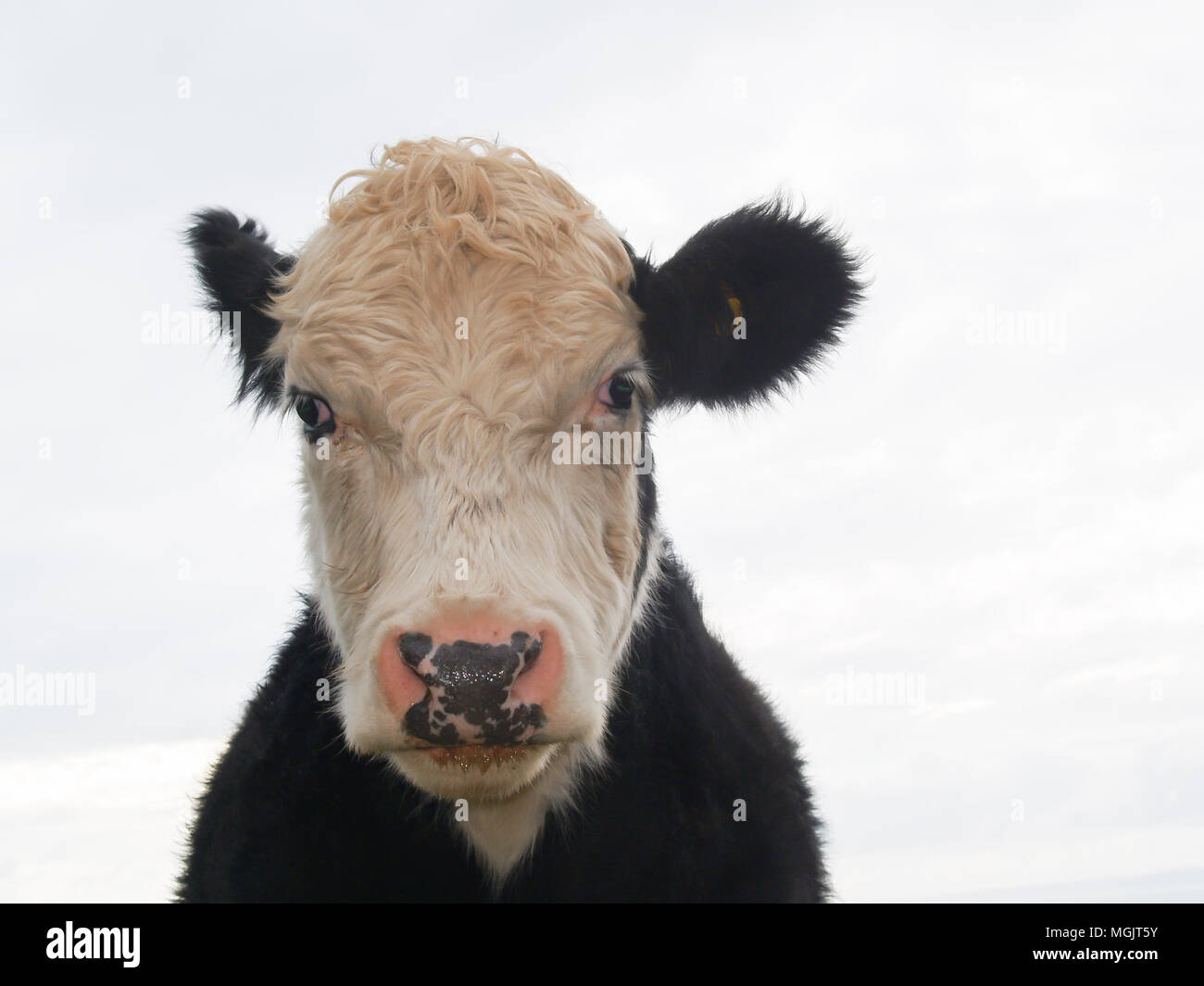 Cattle beast close-up on white background Stock Photo - Alamy