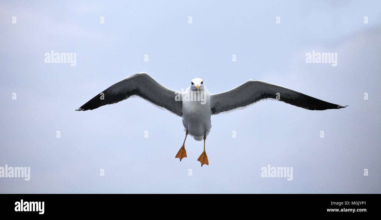 Seagull front hi-res stock photography and images - Alamy