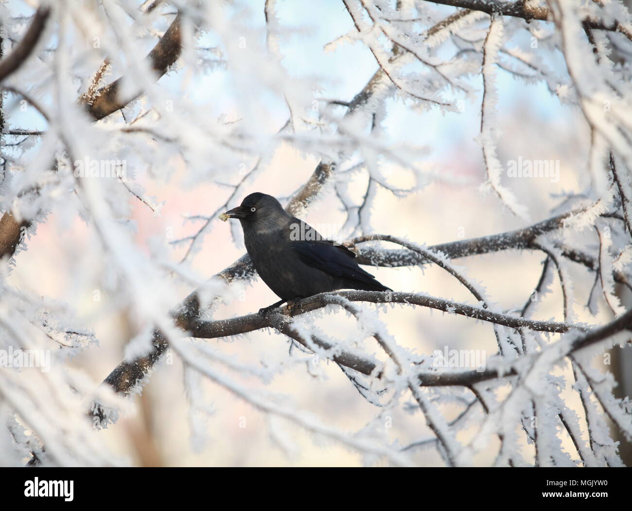 Raven Snow High Resolution Stock Photography and Images - Alamy