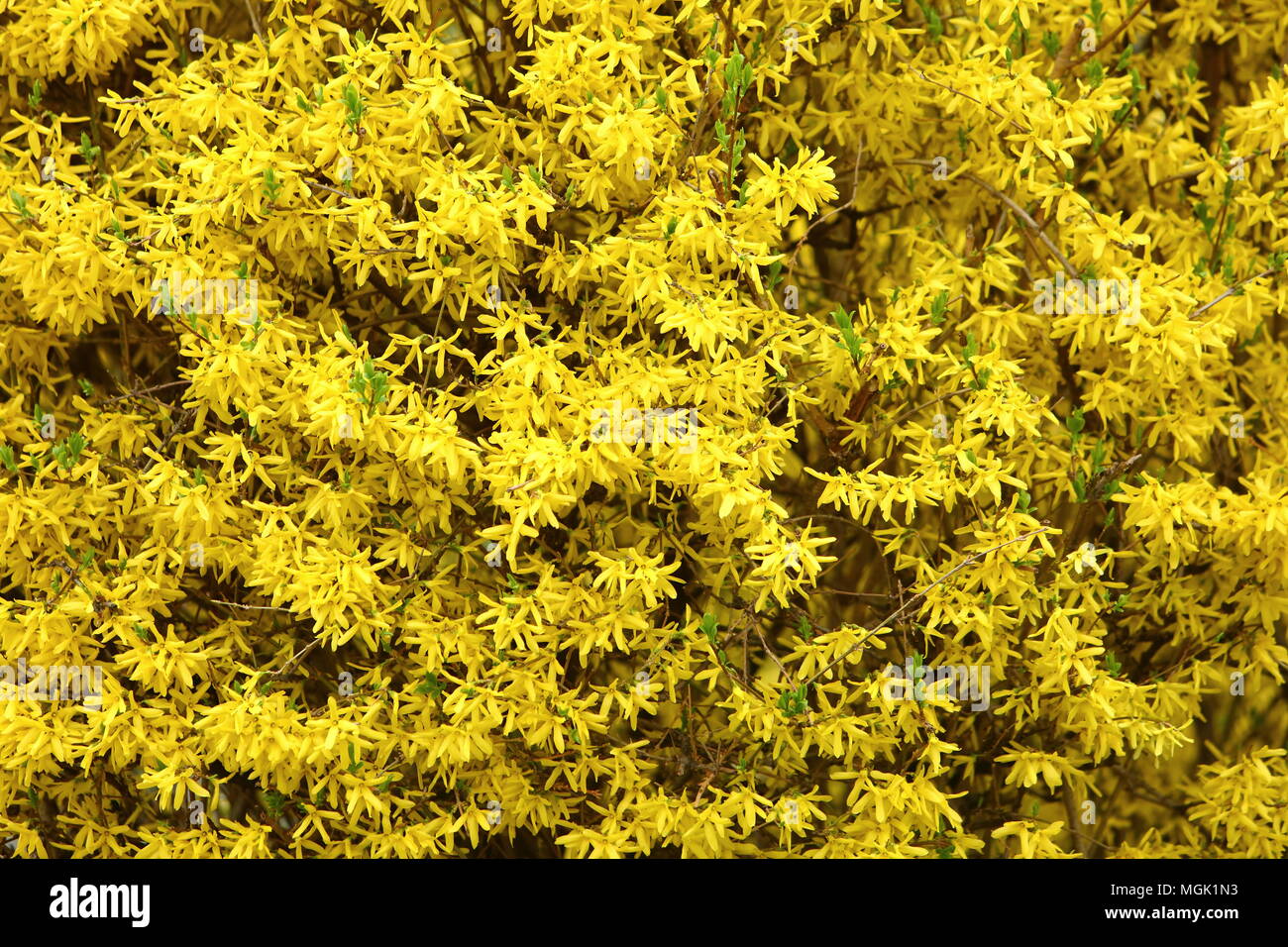 Forsythia is a beautiful shrub that blooms in early spring yellow long ...