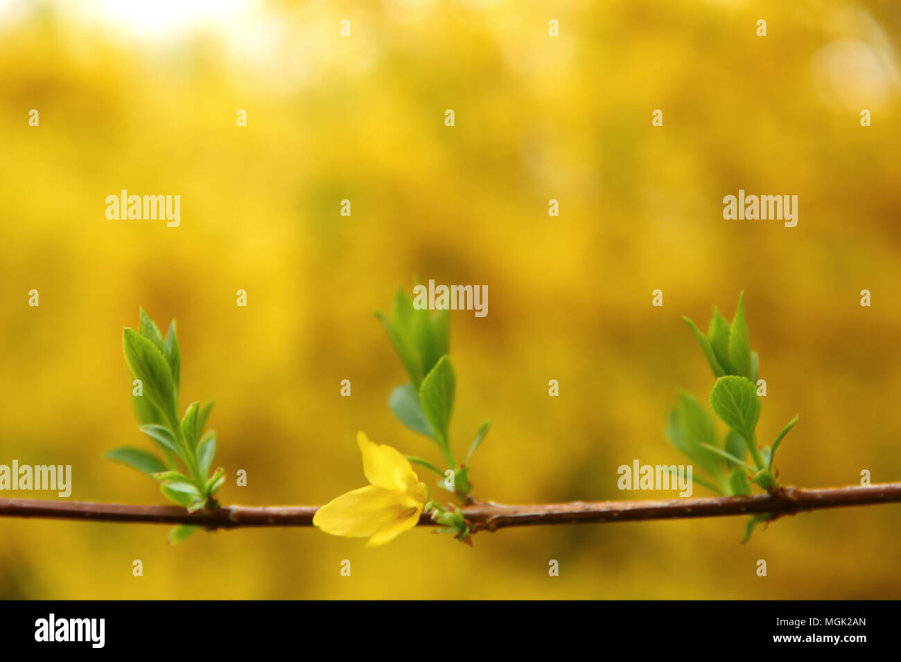 Forsythia is a beautiful shrub that blooms in early spring yellow long ...